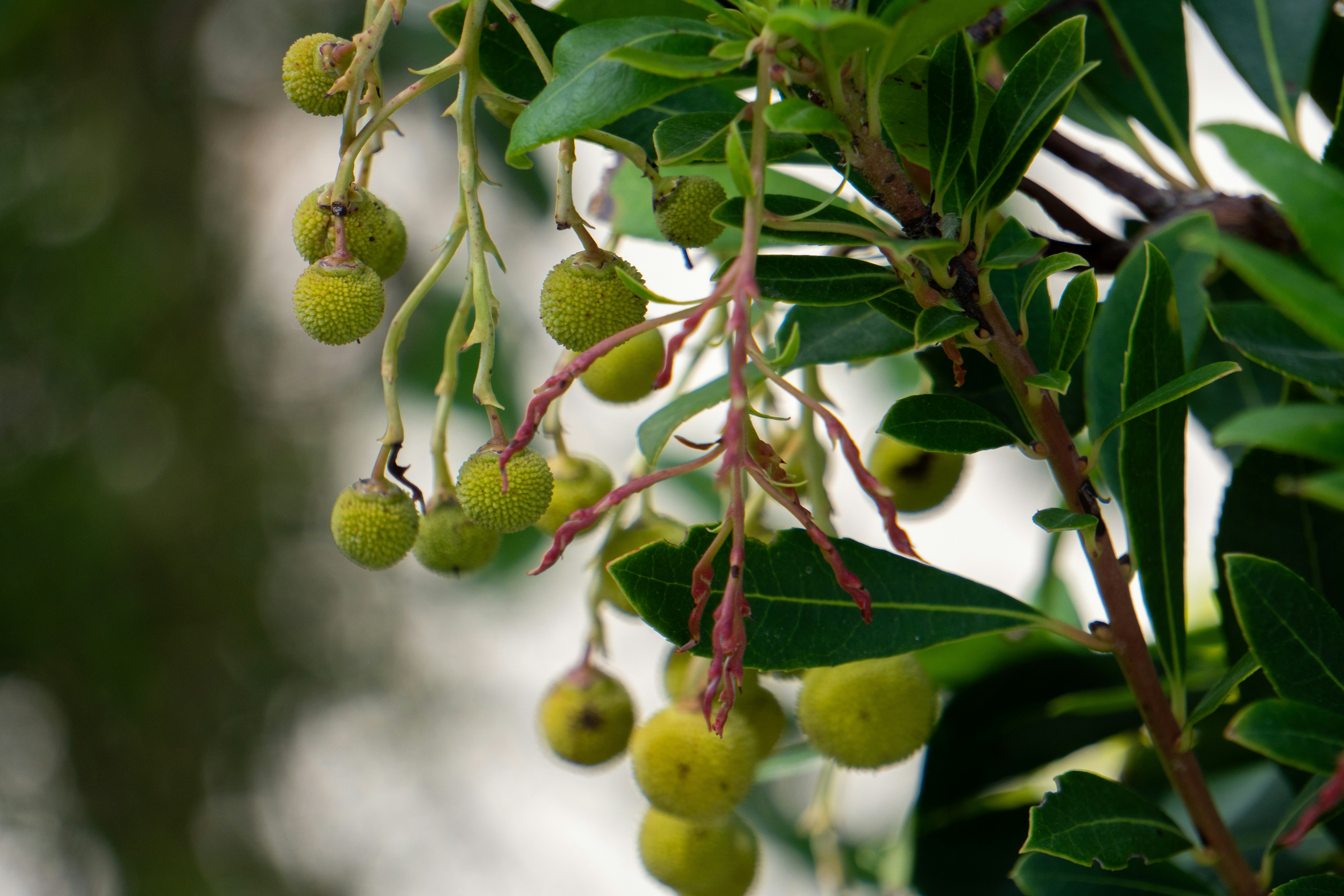 Photo by Rosen Stoyanov with SONY ZV-E10