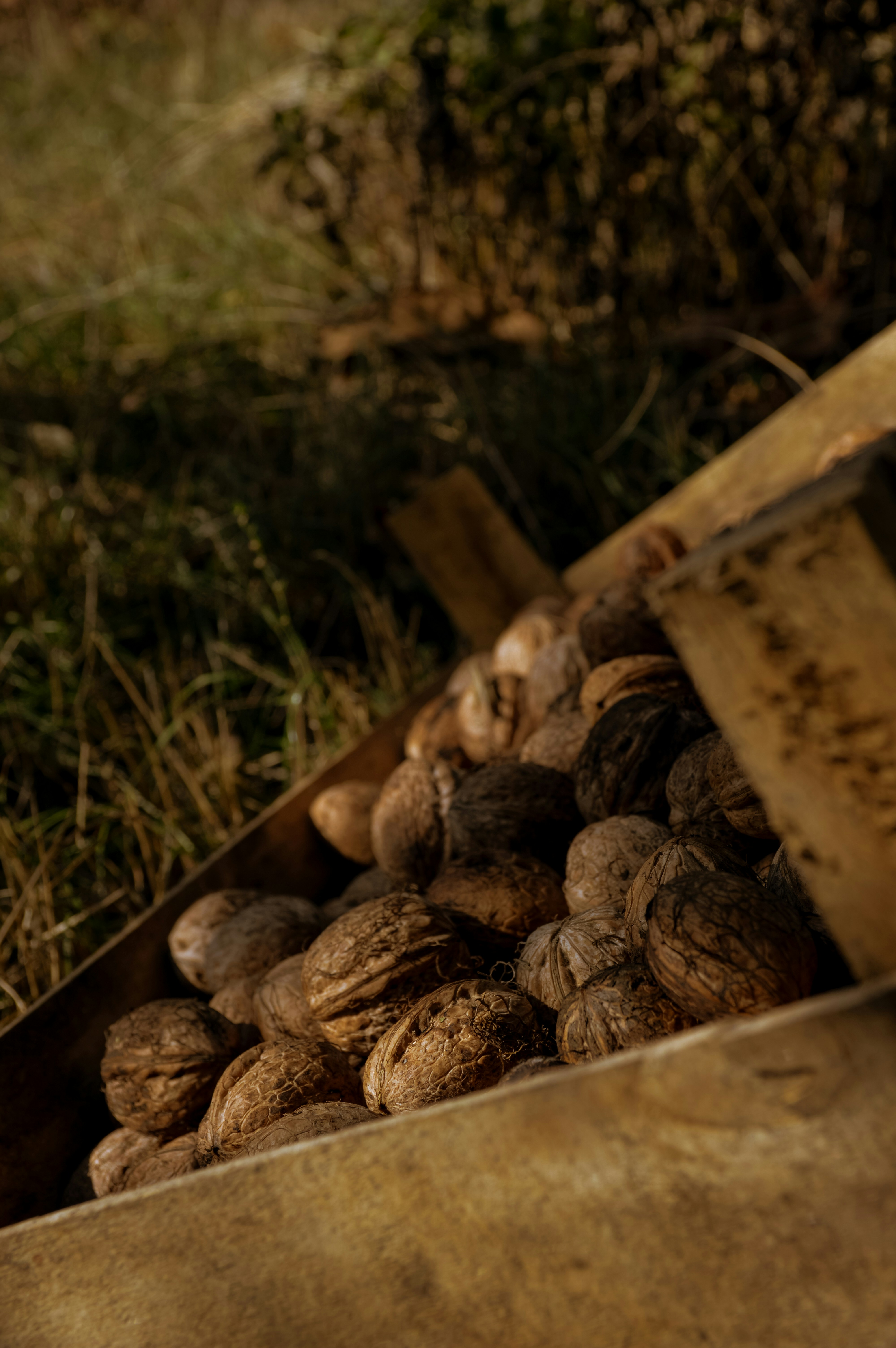 A box filled with nuts sitting on the ground photo – Free Autumn colors ...