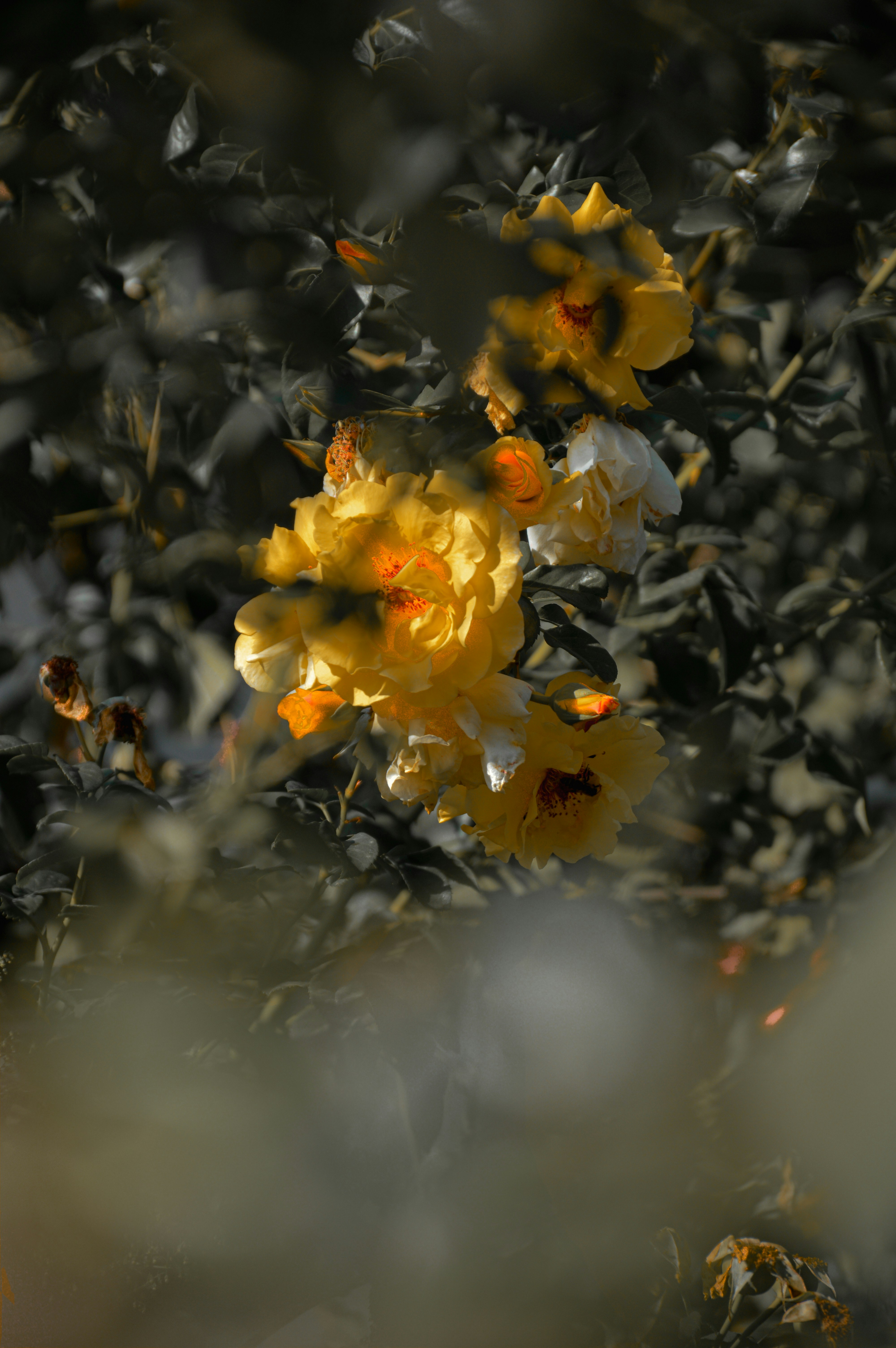 Yellow Blooms in a Shadowed Foliage: Quiet Midday Glow