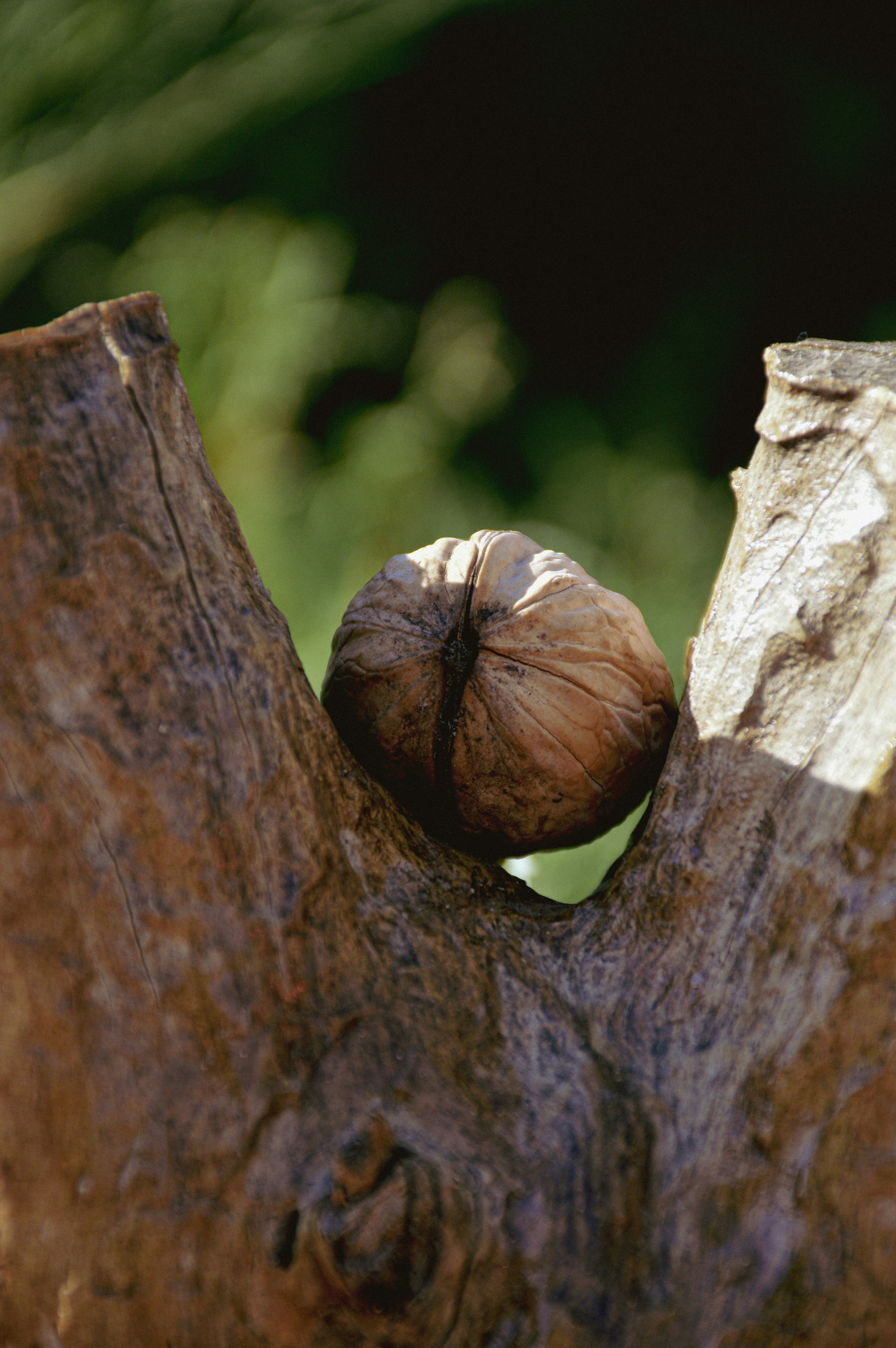 Nut Cradled by Weathered Timber: A Quiet Macro Moment