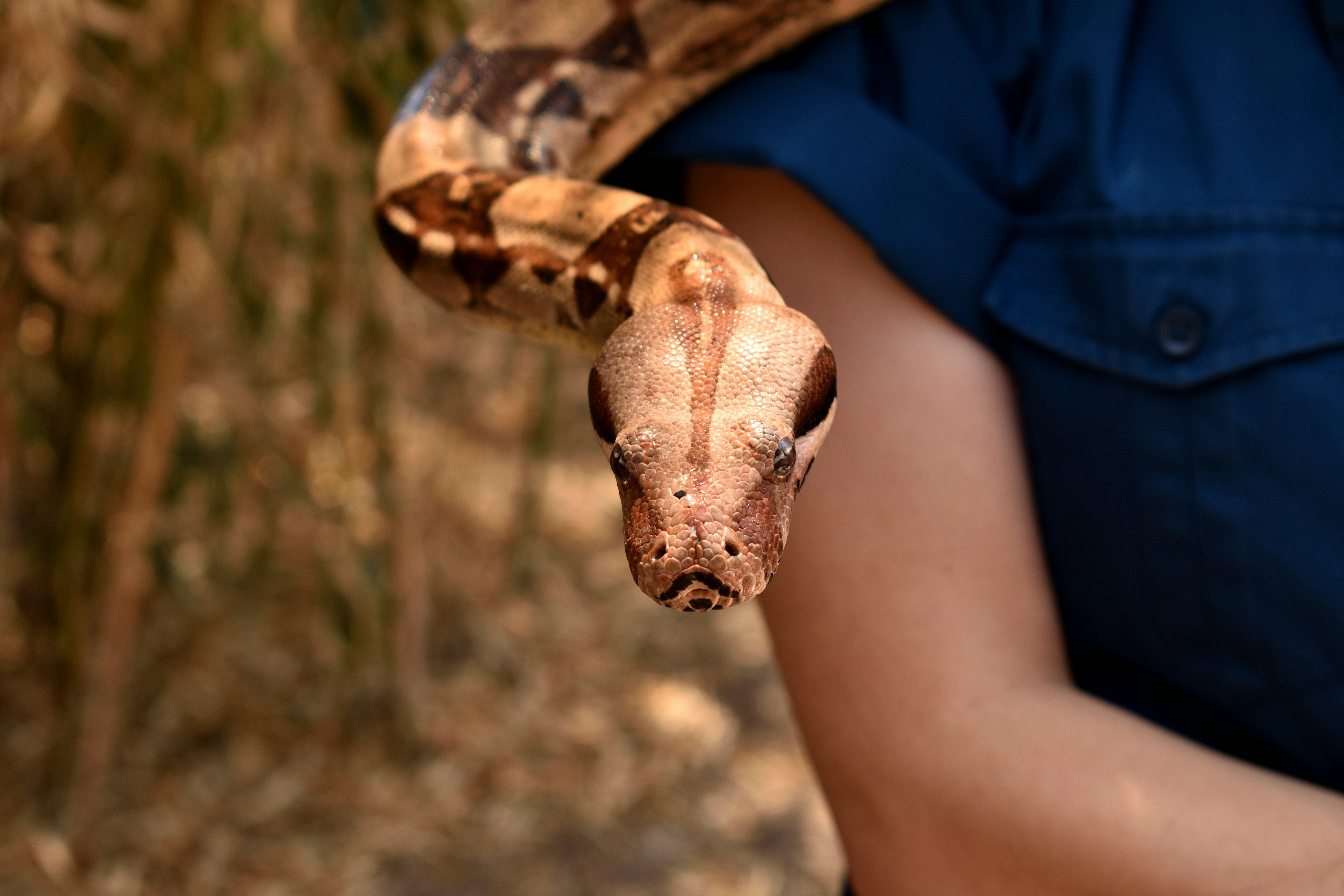 Close-up photograph of a snake head extending toward the camera, held by a person wearing a blue shirt.