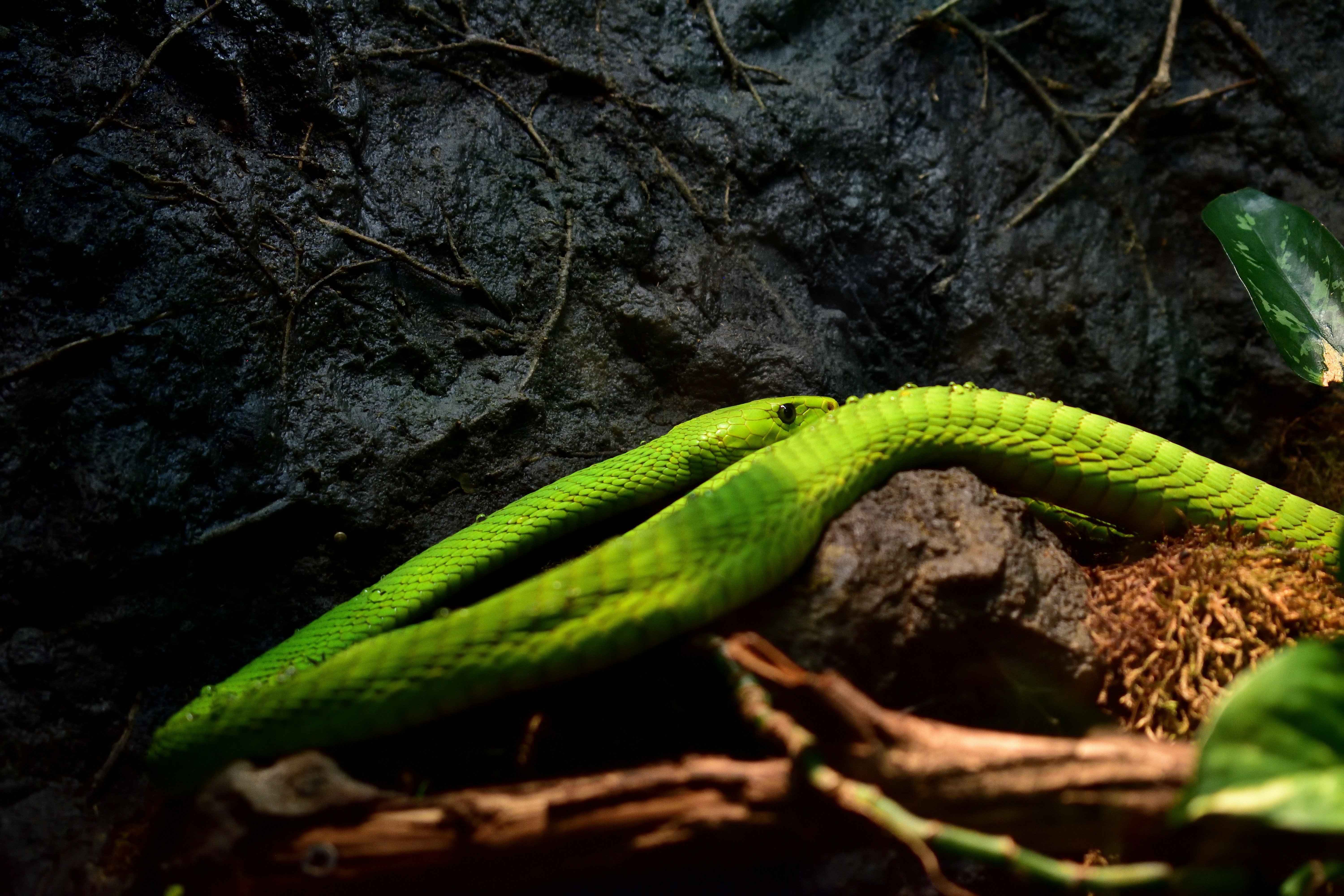 A green snake curled up on a rock photo – Free Pa Image on Unsplash