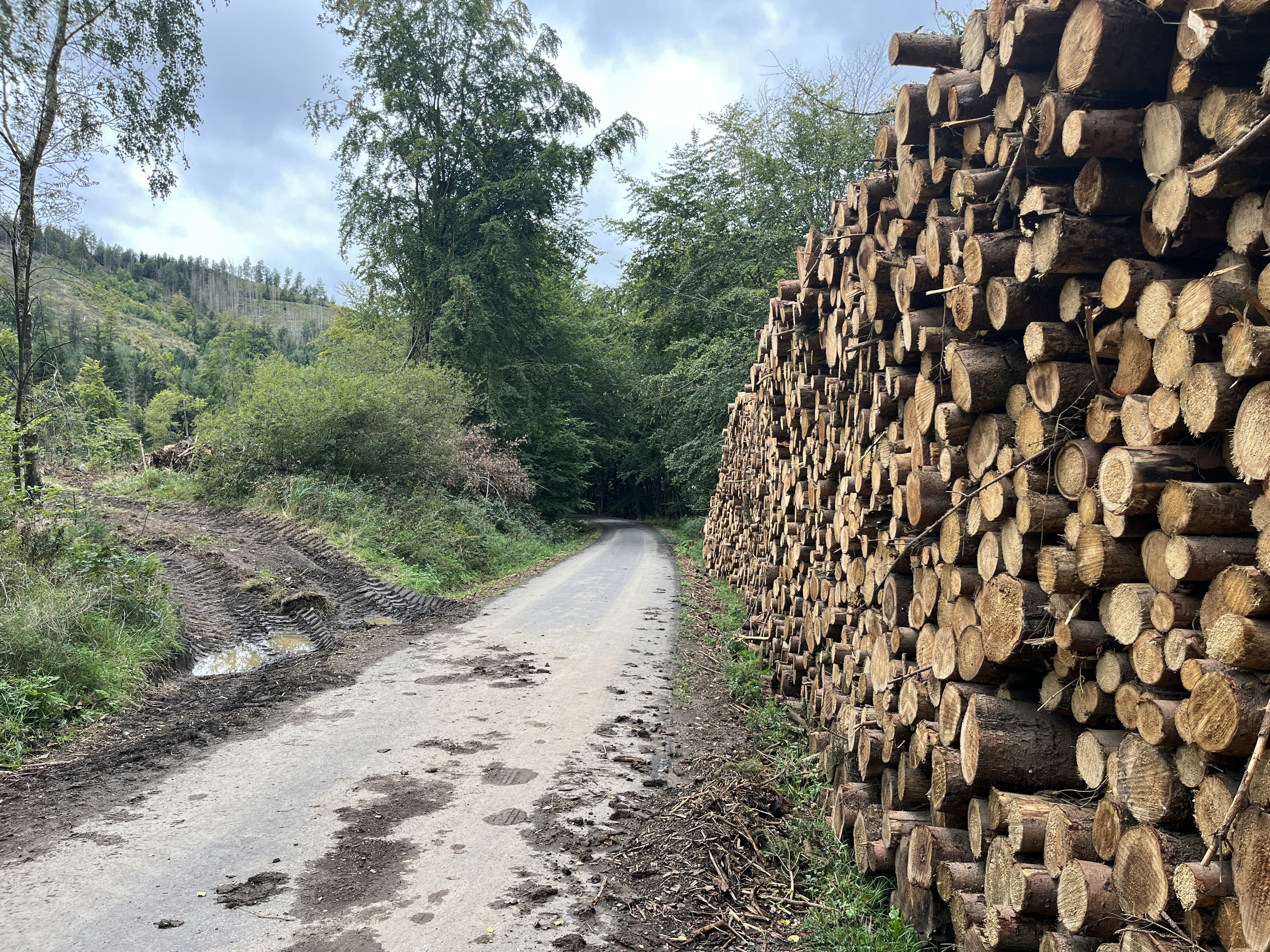 Timber-Rowed Path: A Narrow Road Flanked by Stacked Logs