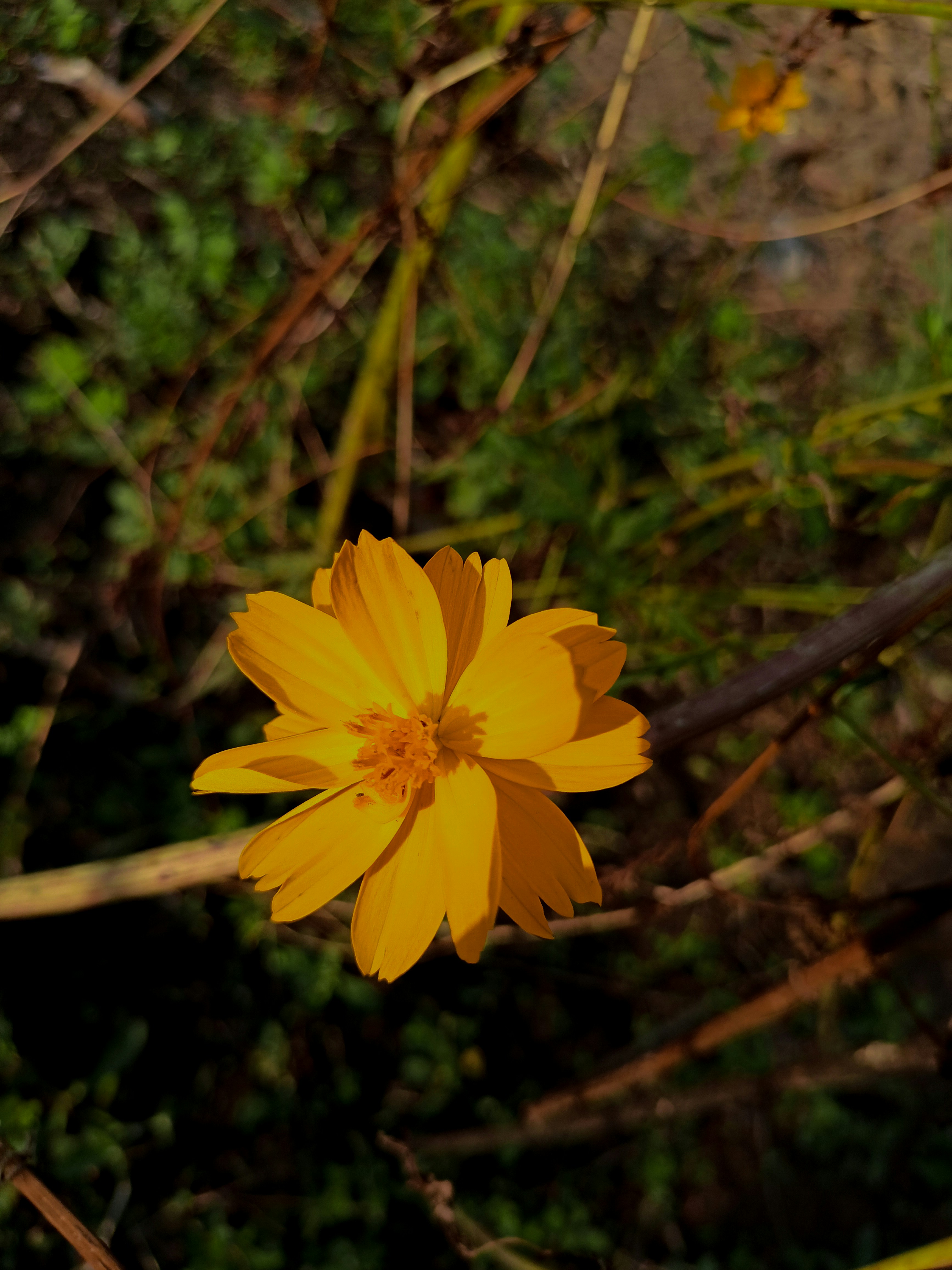 Close-up of a bright yellow flower perched on a twig, with a blurred green background created by shallow depth of field.