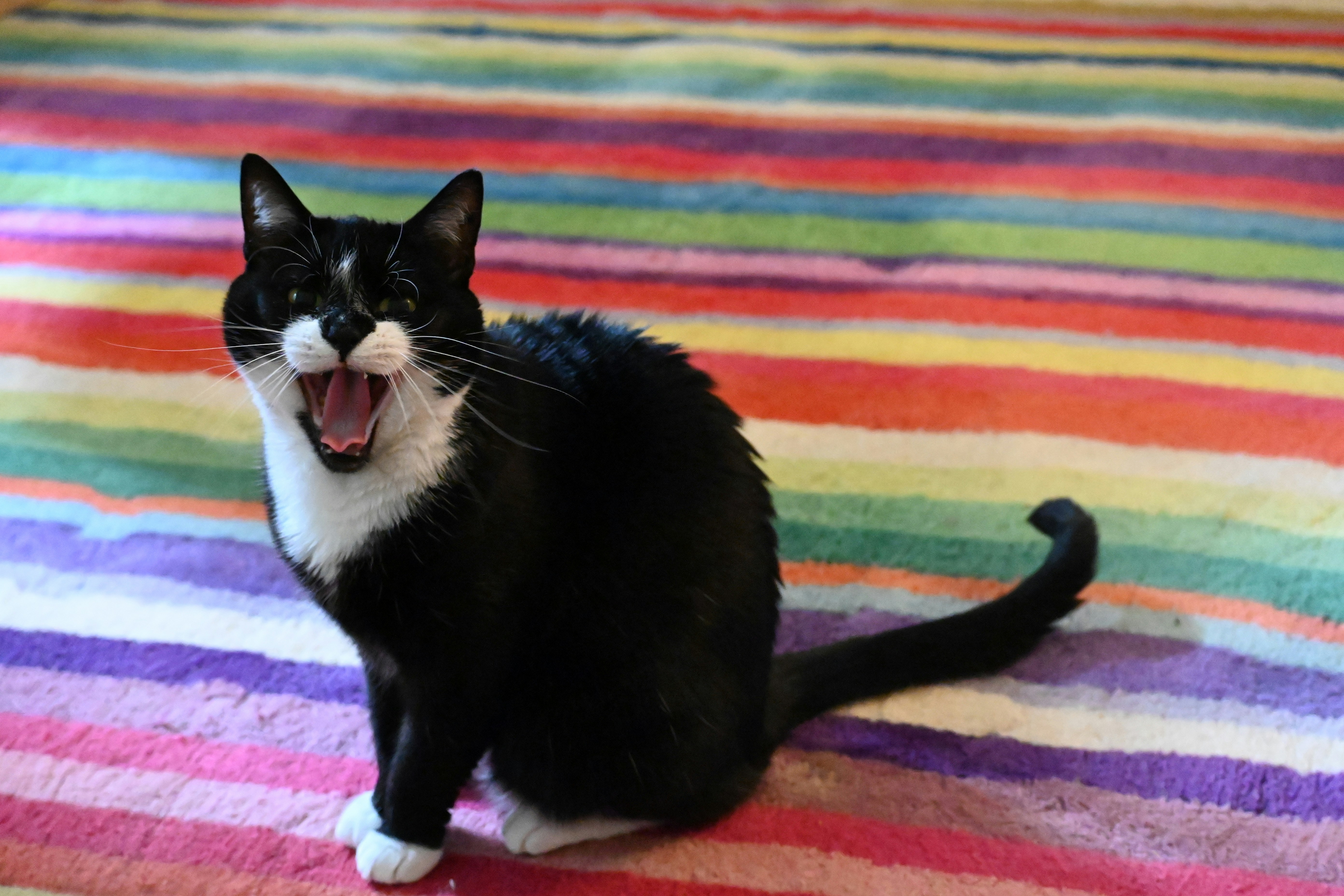 Mid-Yawn Mezmer of a Striped Rainbow Rug