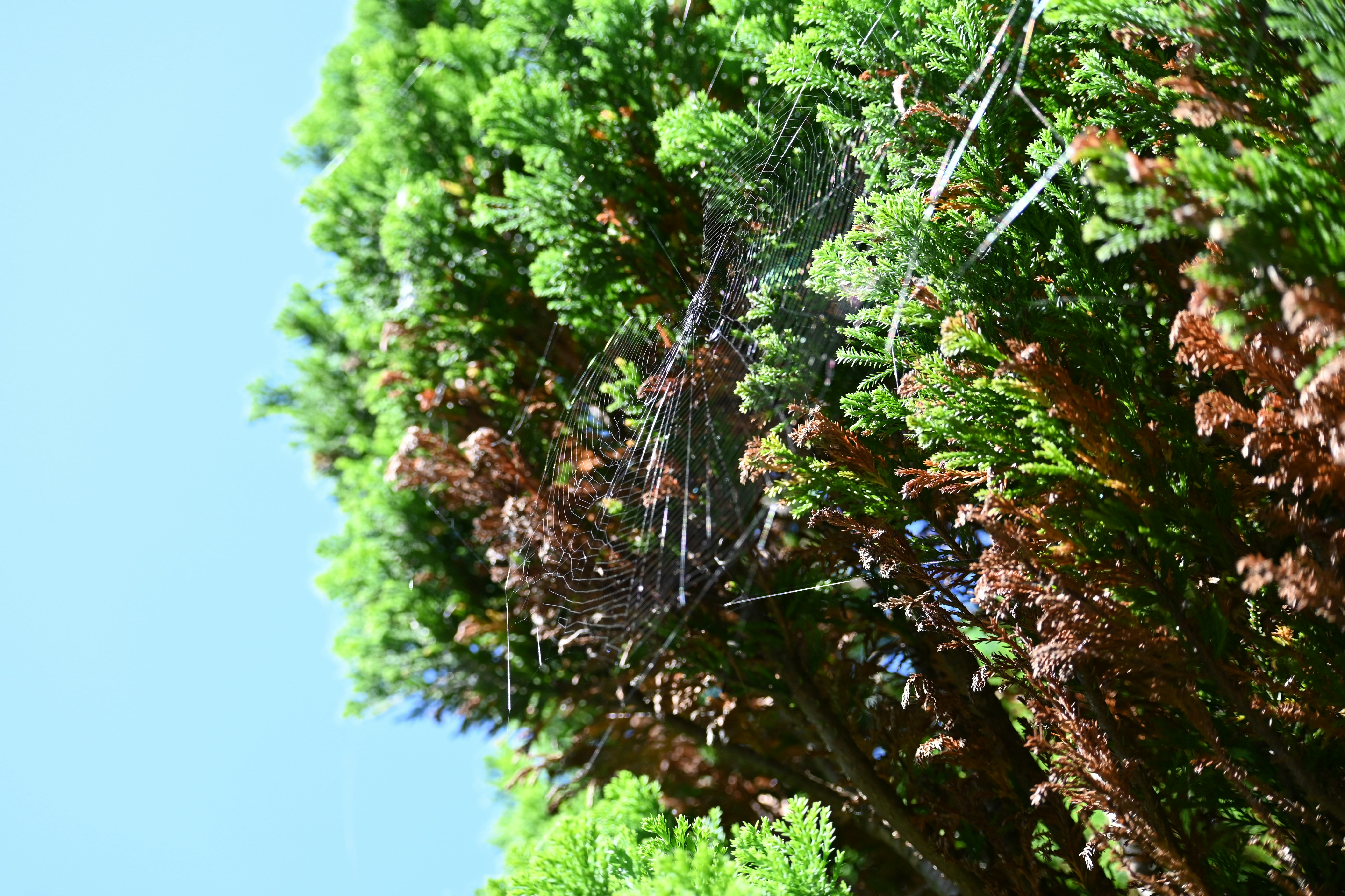 Silk in the Sun: Spider Web Woven Through Pine Needles