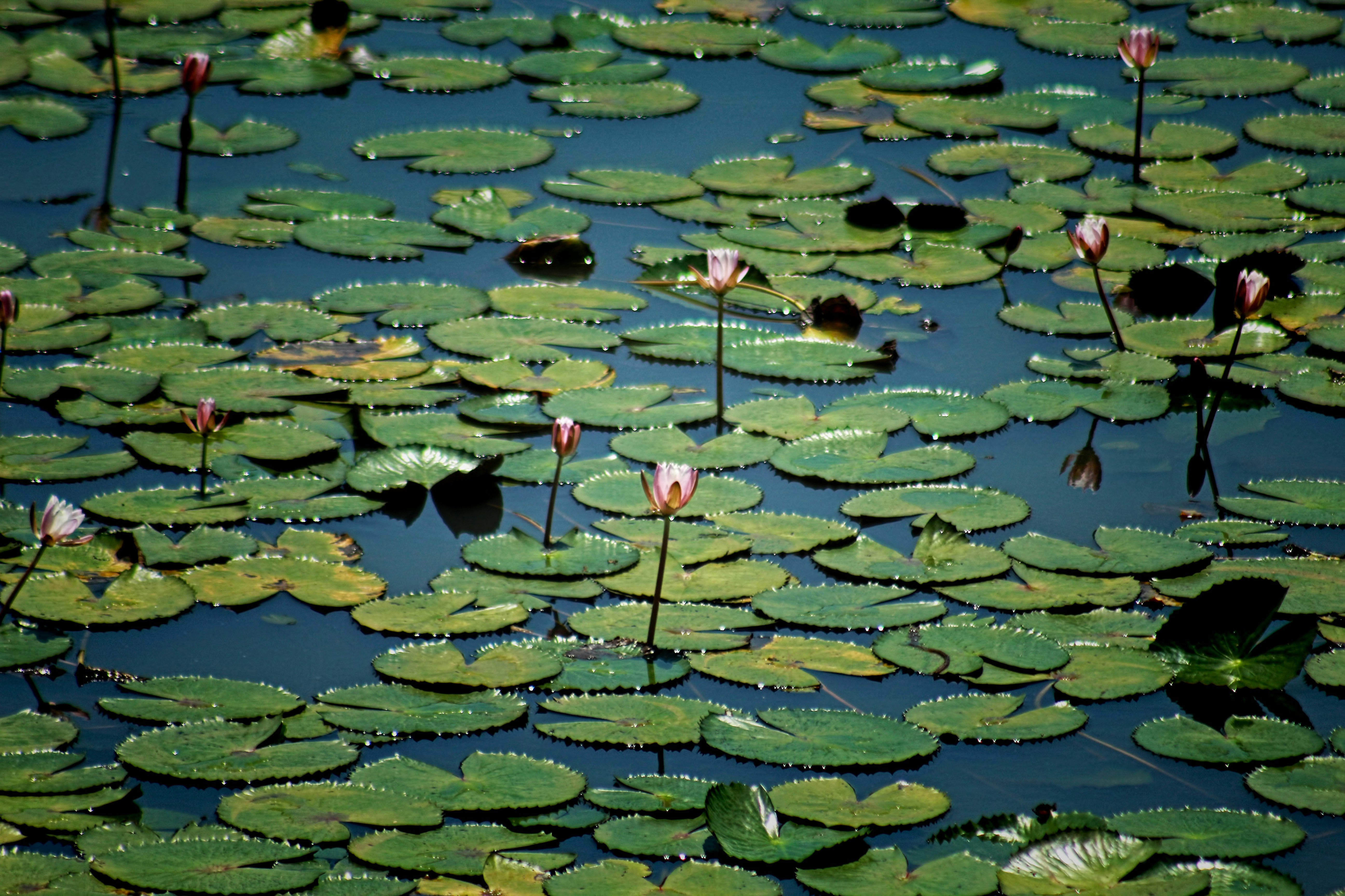 a pond filled with lots of water lilies
