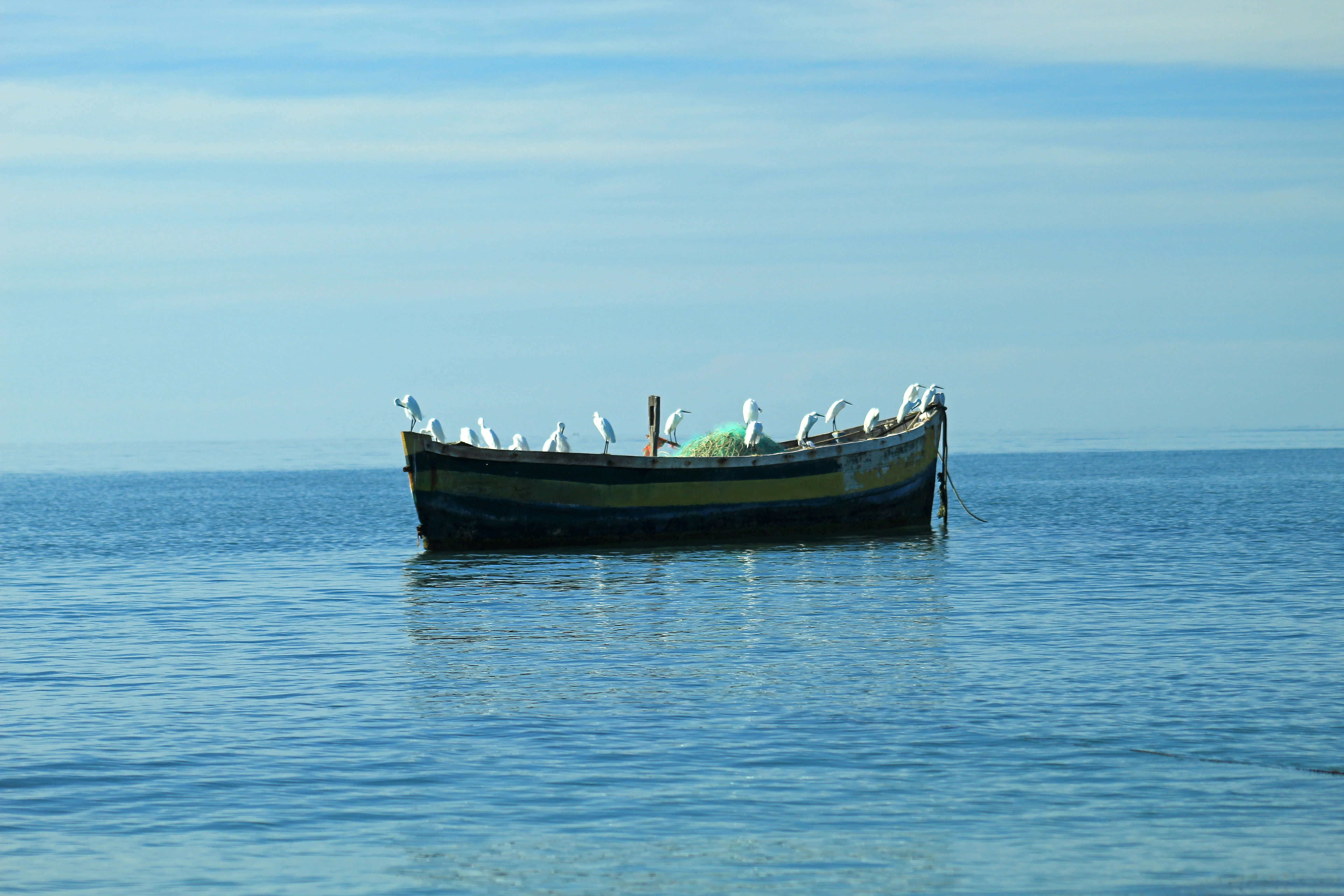 Gull Choir Aboard a Quiet Vessel on a Glassy Sea