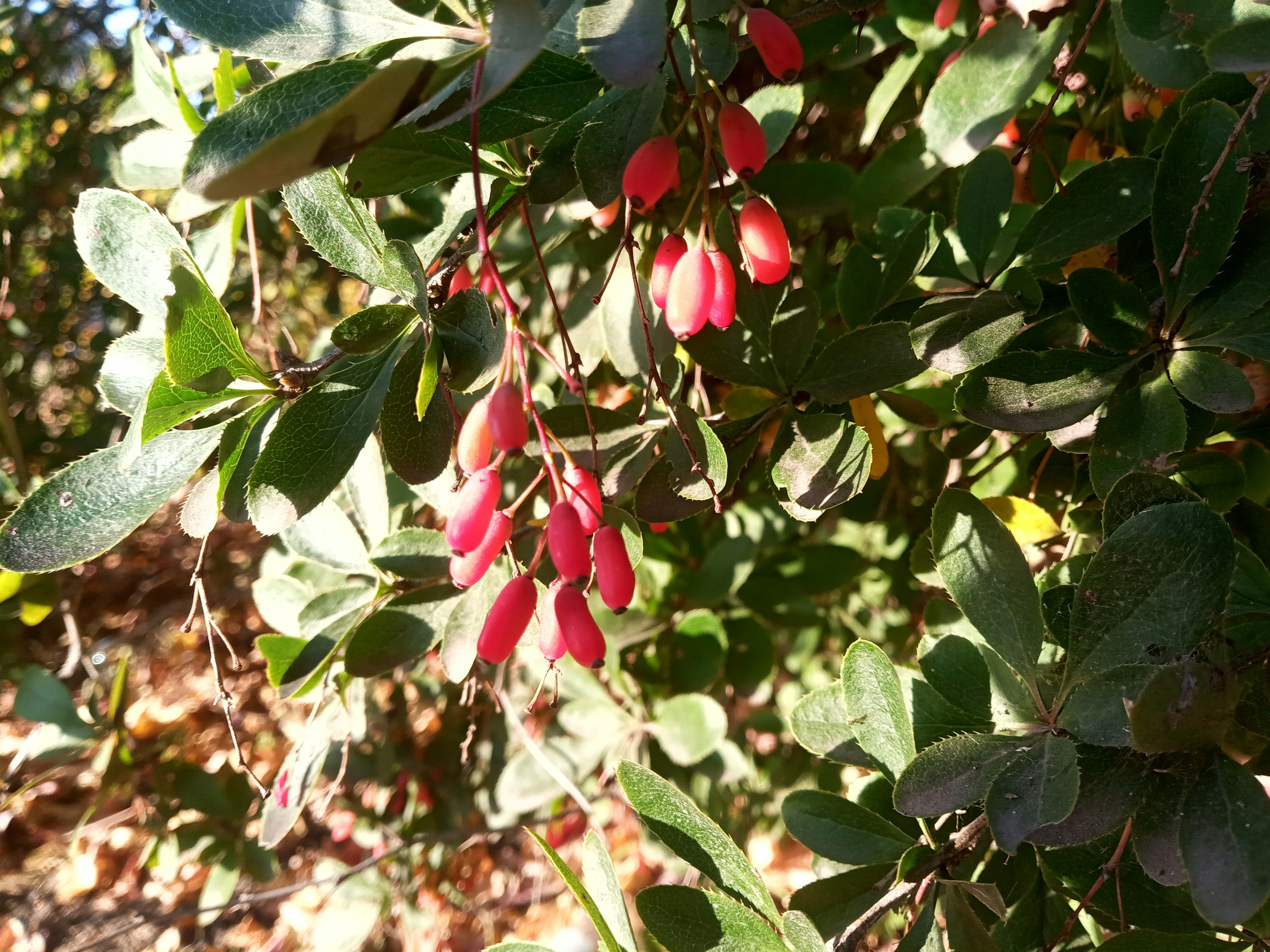 Close-up of pink-red berries hanging from a leafy shrub, bathed in warm sunlight. The shot highlights natural textures and color in a garden setting.