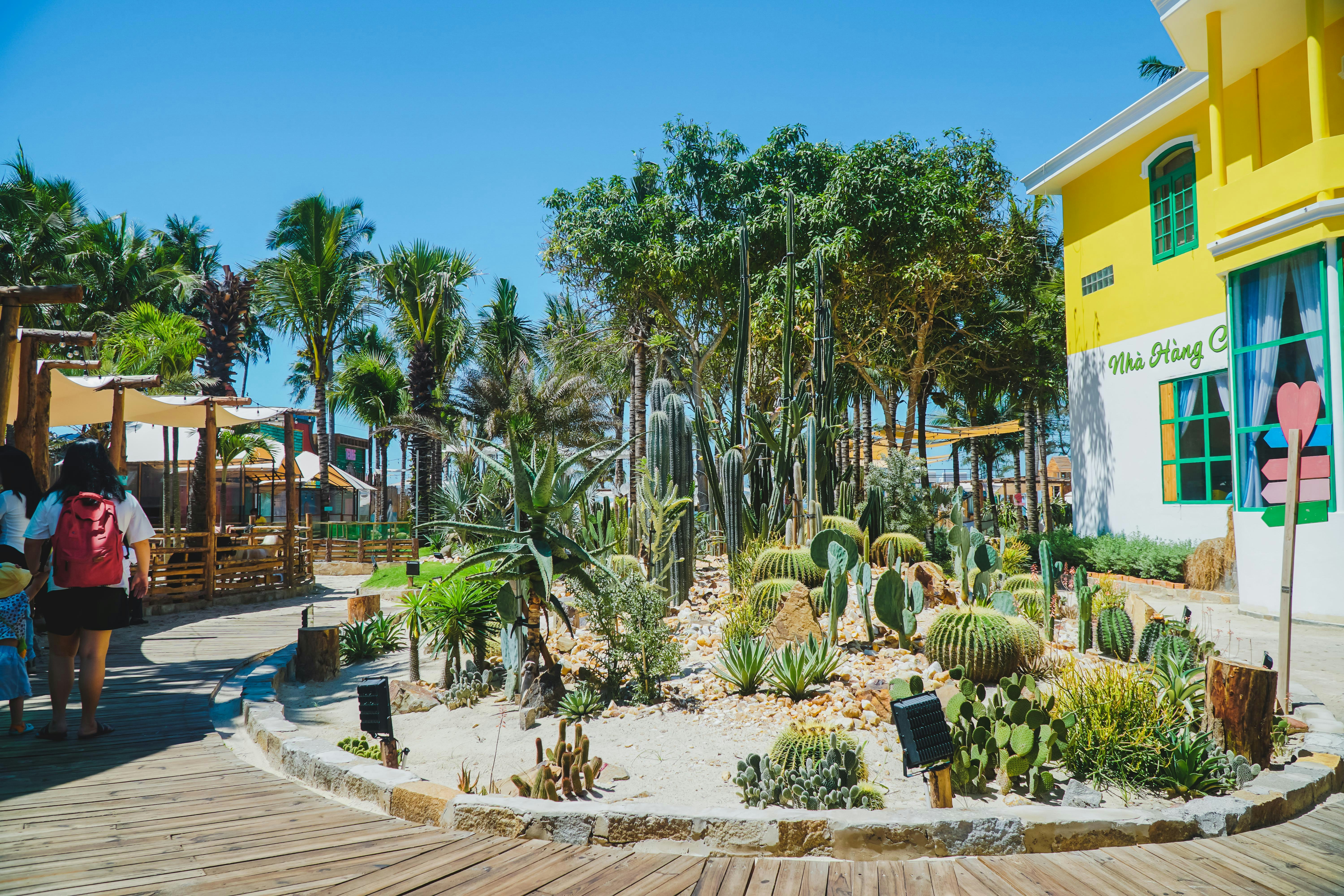 Sunlit Cactus Court by a Bright Yellow Building