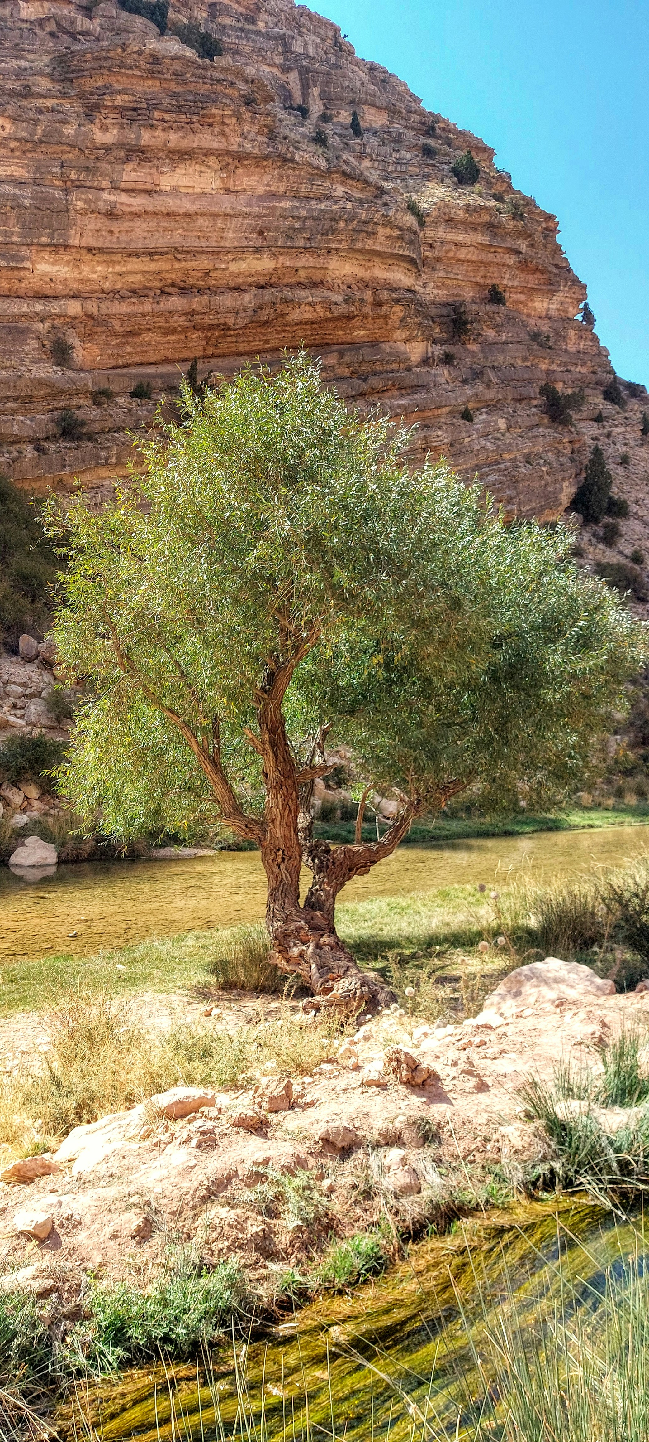 A solitary olive tree grows from a rocky riverbank. Layered cliffs rise behind, bathed in bright daylight.