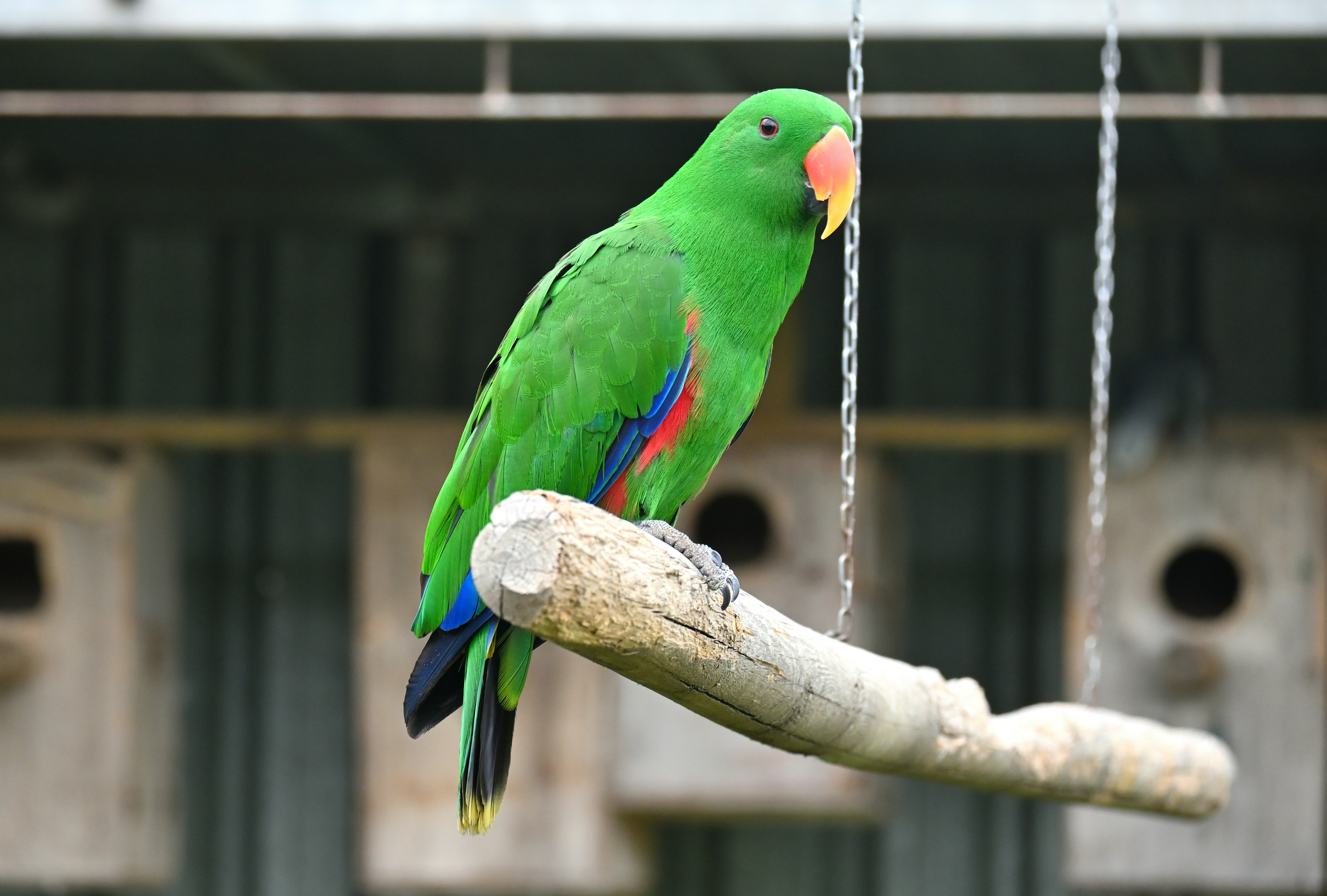 Emerald Parrot Perched on a Weathered Swing Amid a Quiet Aviary Backdrop