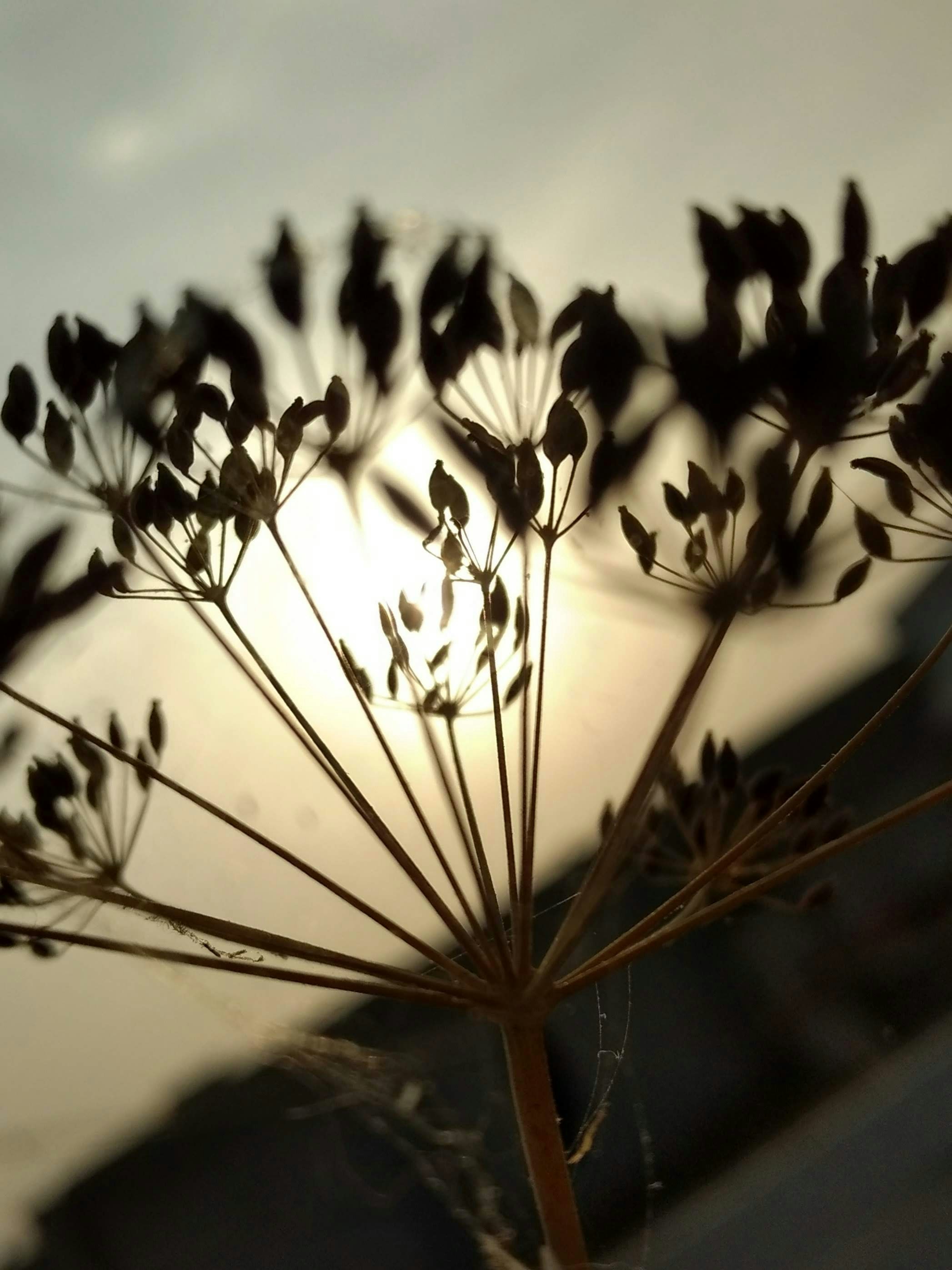 Sunlit Seed Umbrella in Silhouette: A Delicate Macro Against a Golden Backdrop
