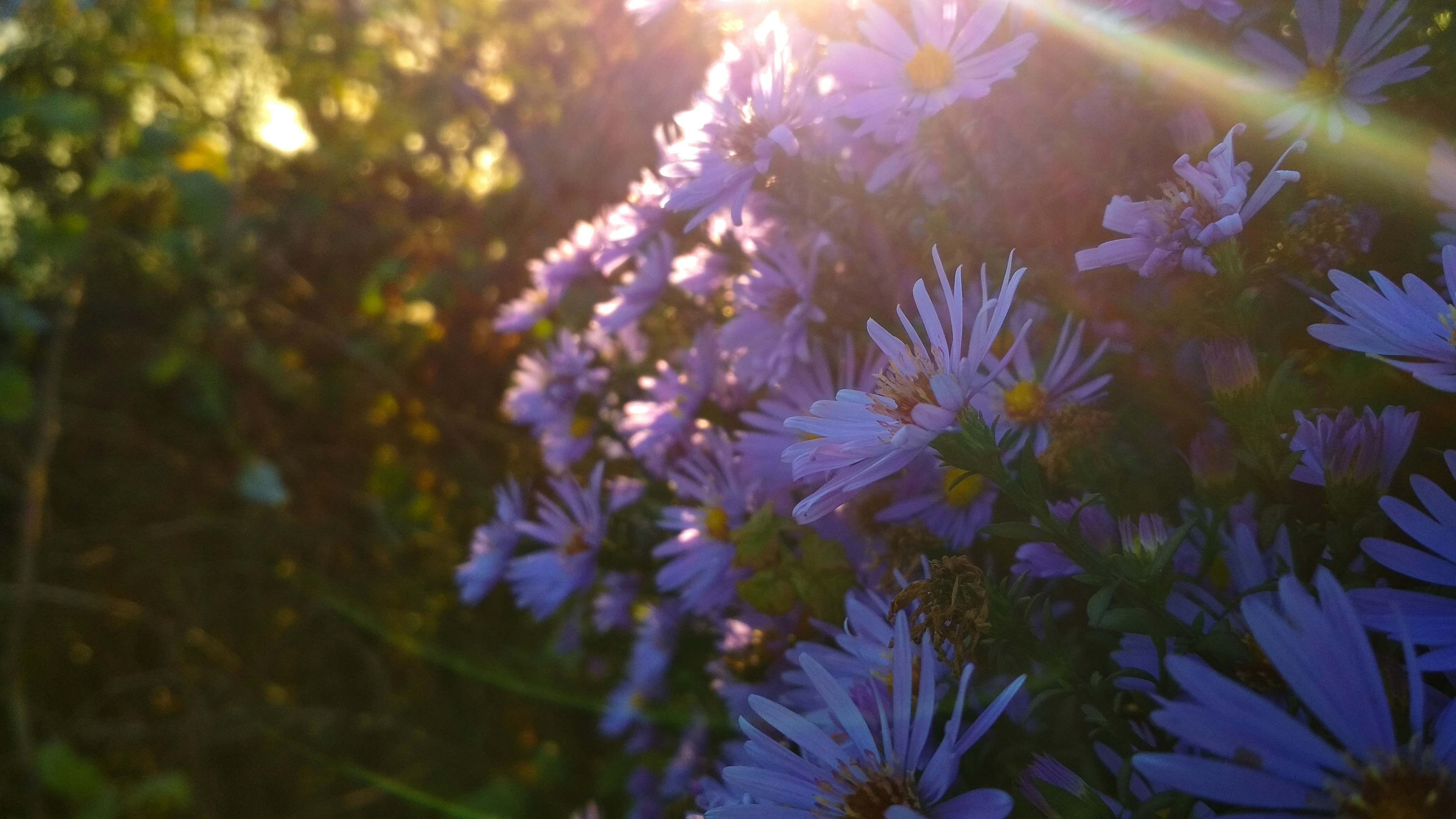 Purple daisies bathed in warm sunlight with a lens flare across the frame.
