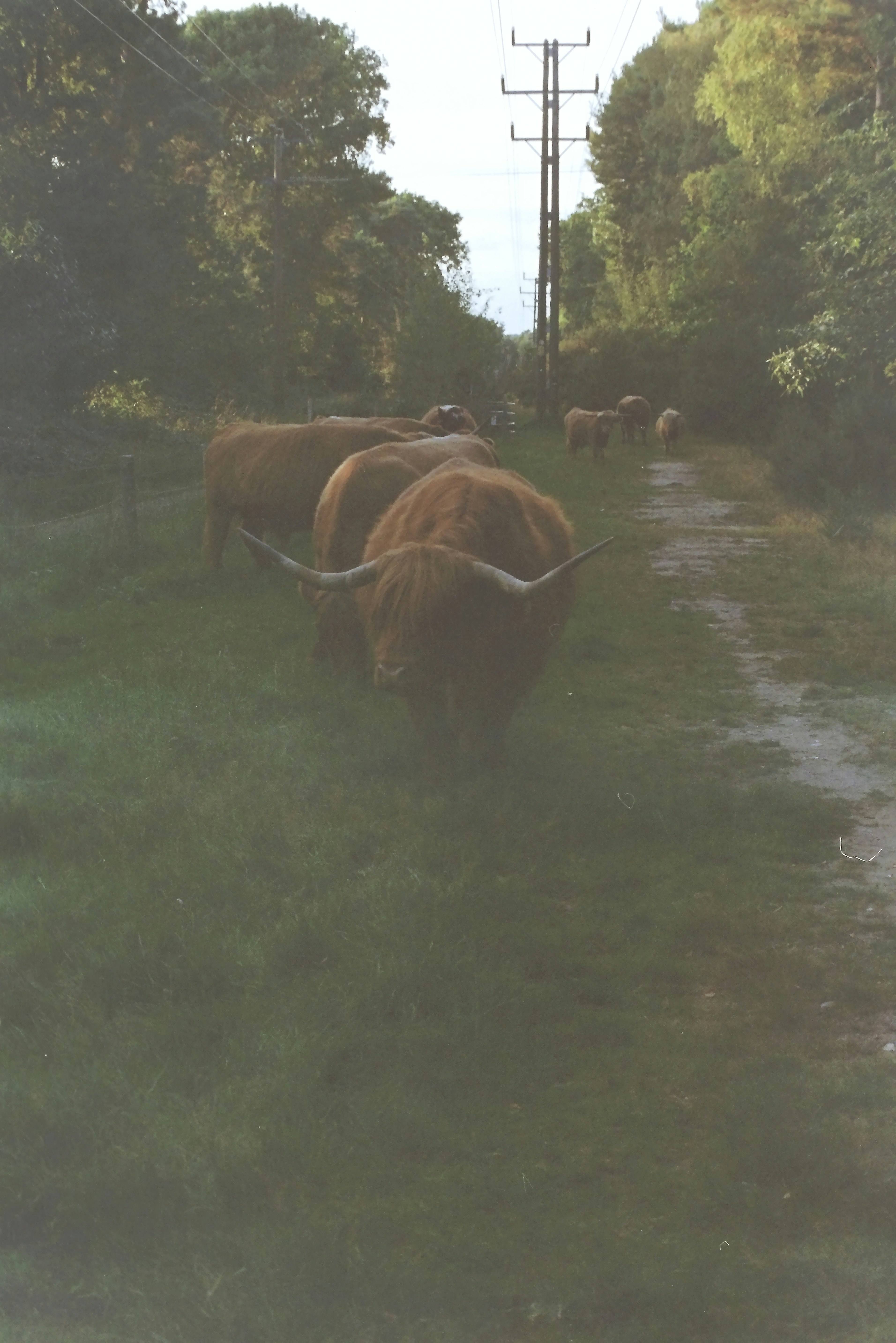 Herd of Highland cattle walk down a muddy rural road flanked by trees, with power lines receding into the fog.