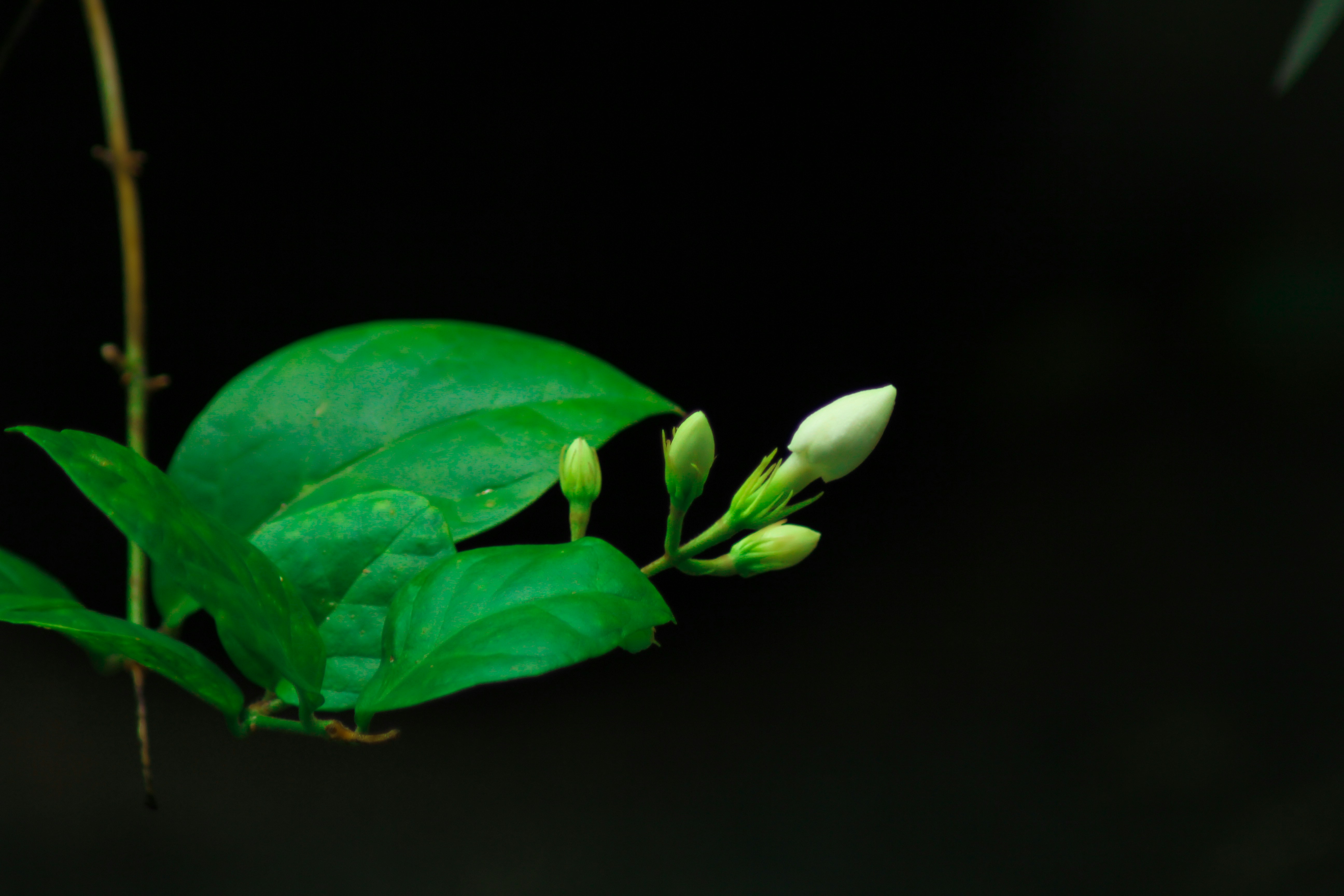 Delicate flower buds nestled among vibrant green leaves against a dark backdrop.