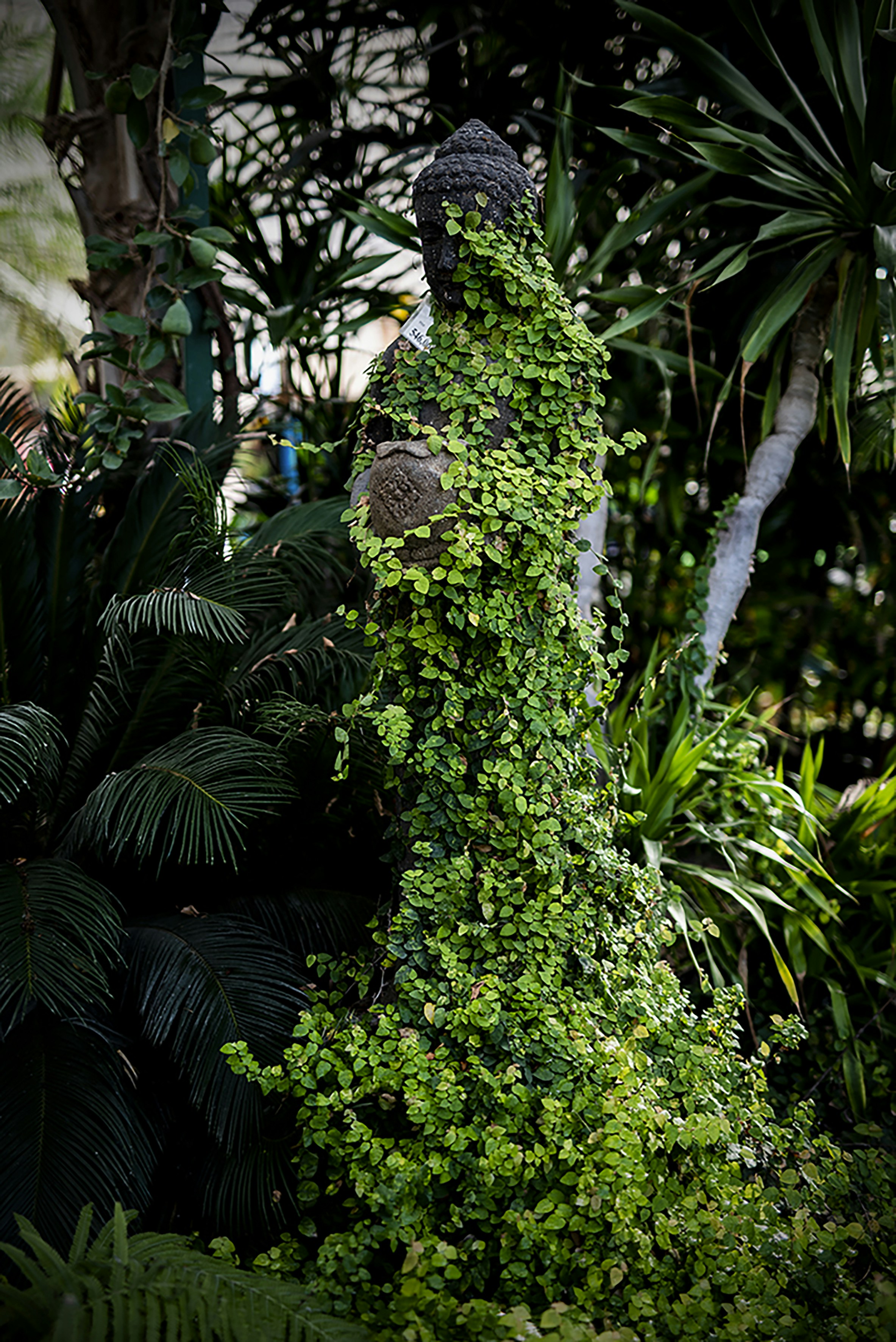 Verdant Veil: A Moss-Cloaked Statue Emerges from a Jungle of Leaves