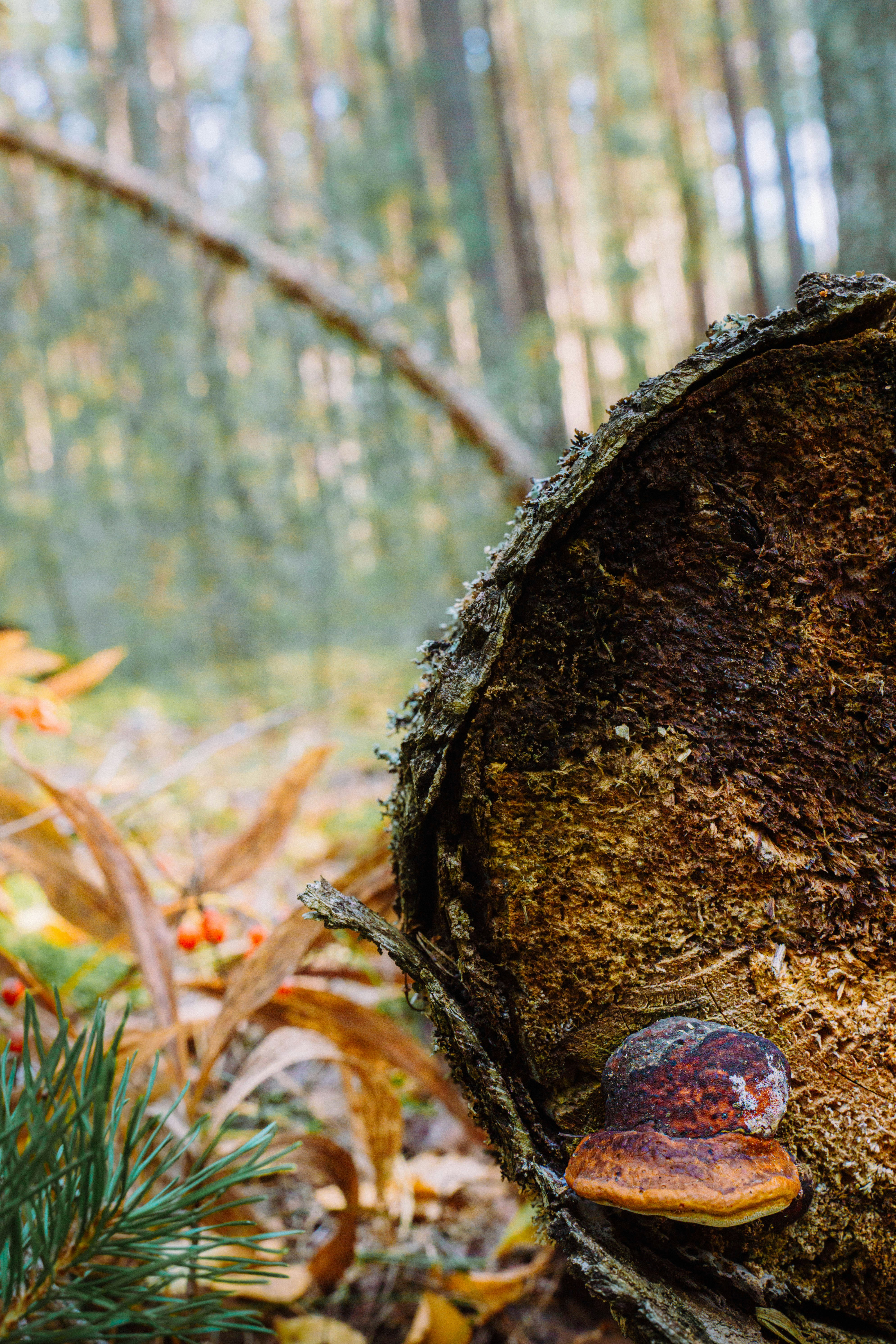 Orange Bracket Fungus Adorning a Weathered Log in Dappled Forest Light