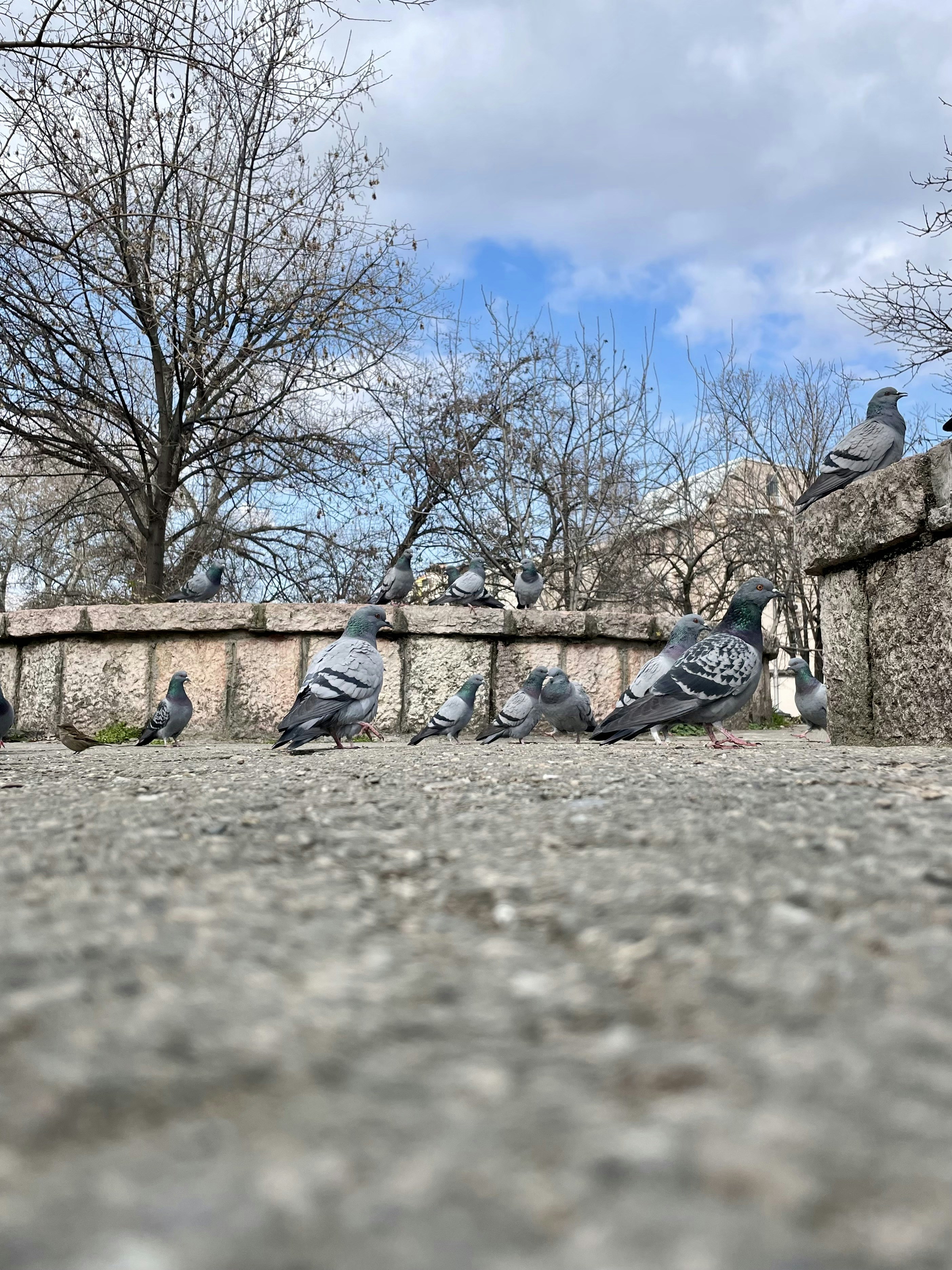 Un troupeau de pigeons assis par terre photo – Photo Macédoine du nord ...