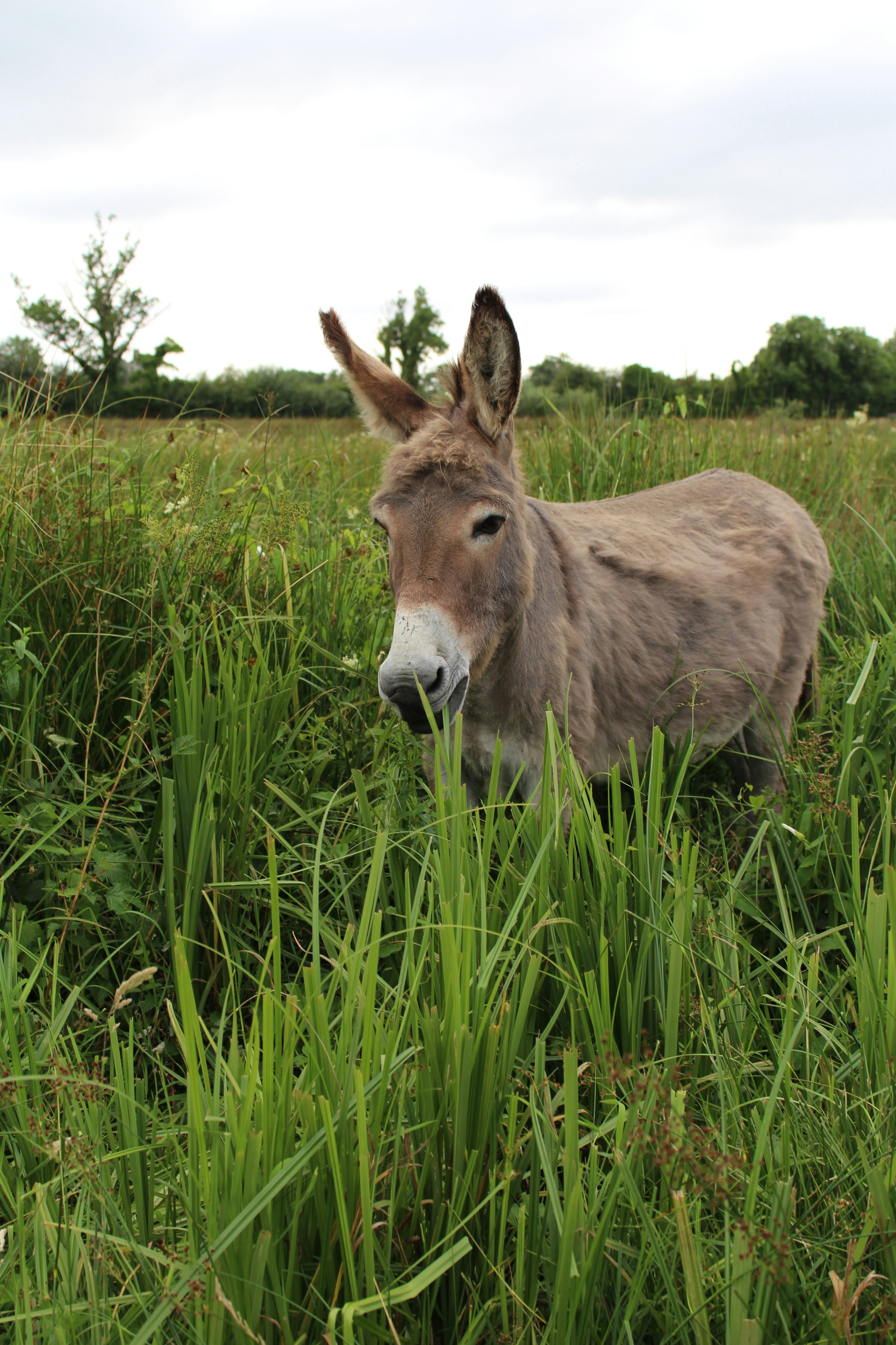 Emerald Meadow Sentinel: A Donkey Among Tall Grass