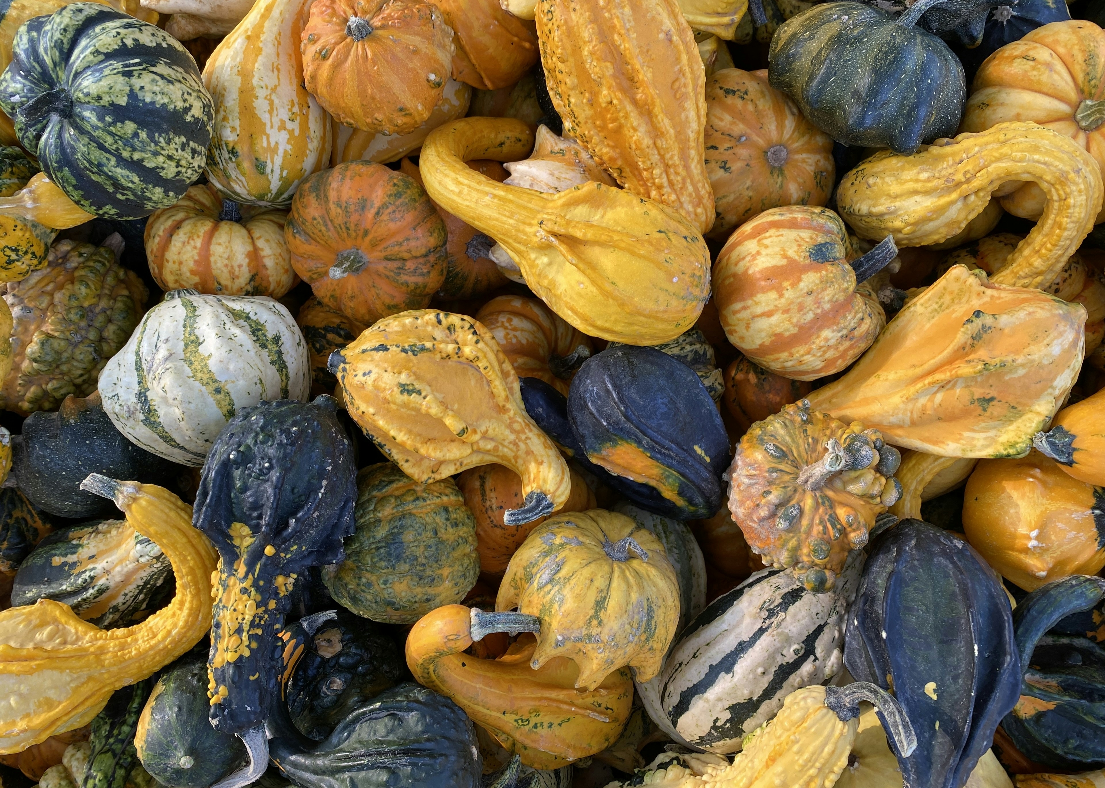 A pile of different colored gourds sitting on top of each other photo ...