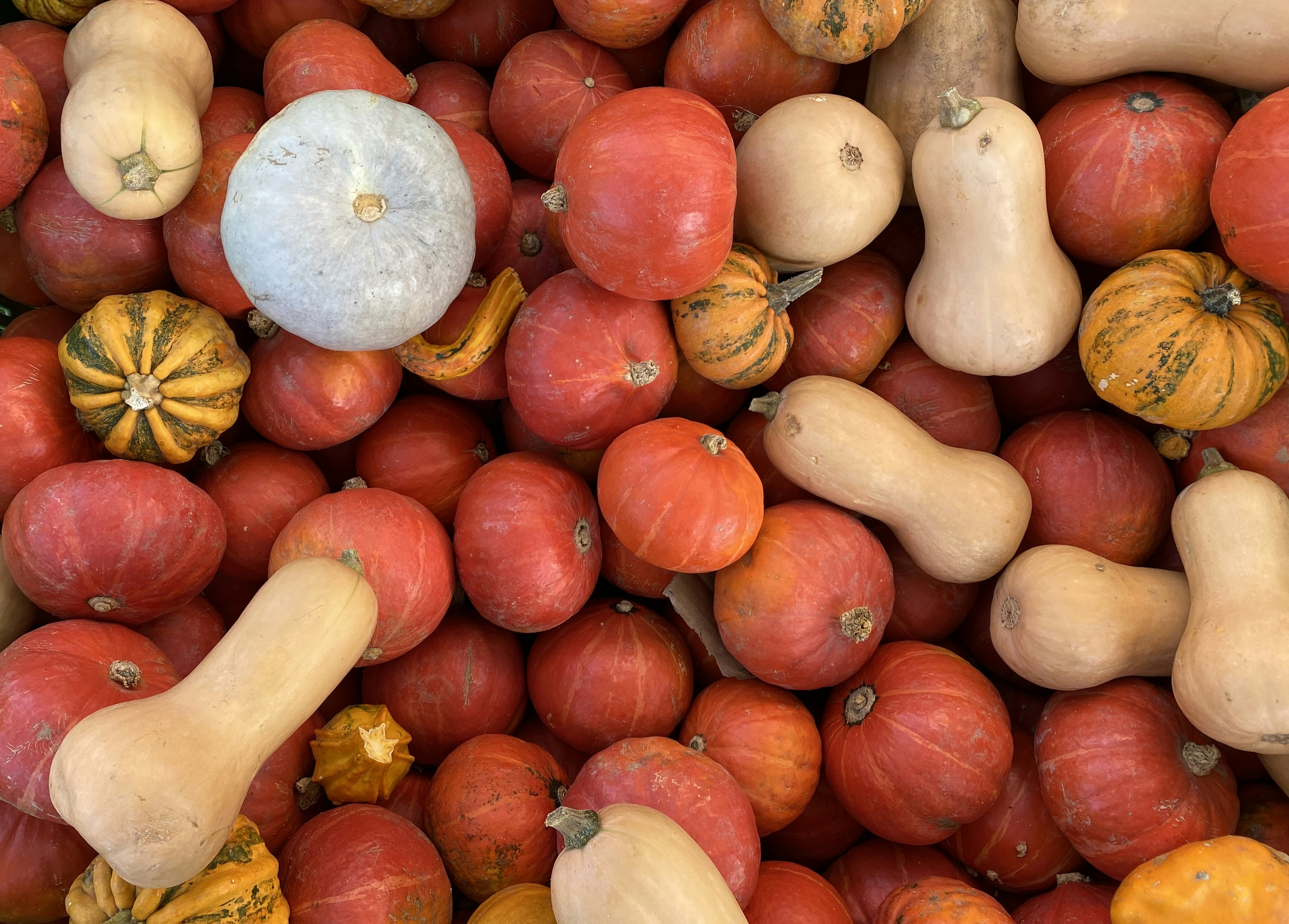 Un tas de courges et de gourdes assis l’un à côté de l’autre photo ...