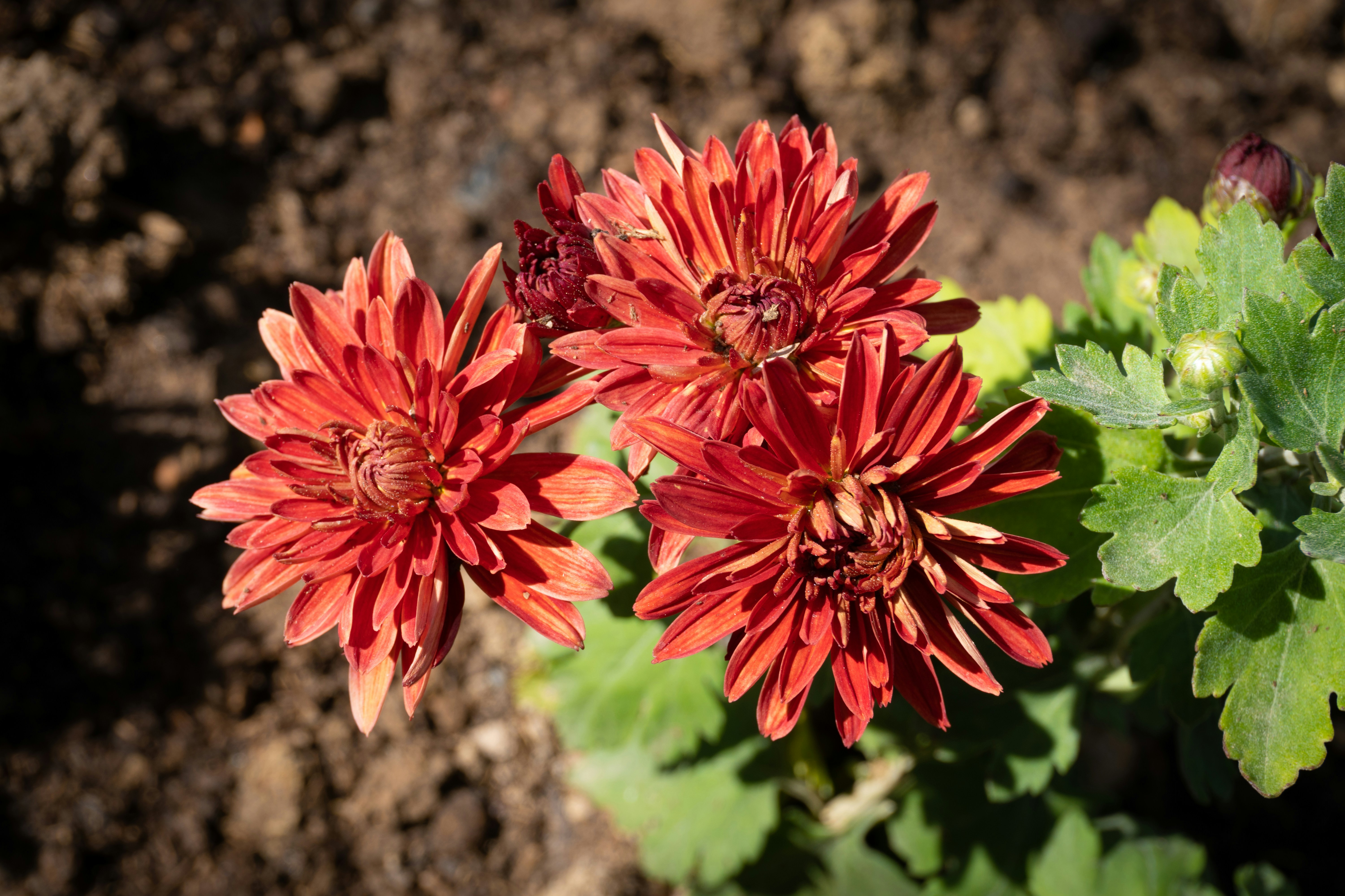 A close up of two red flowers in a garden photo – Free Flowers Image on ...