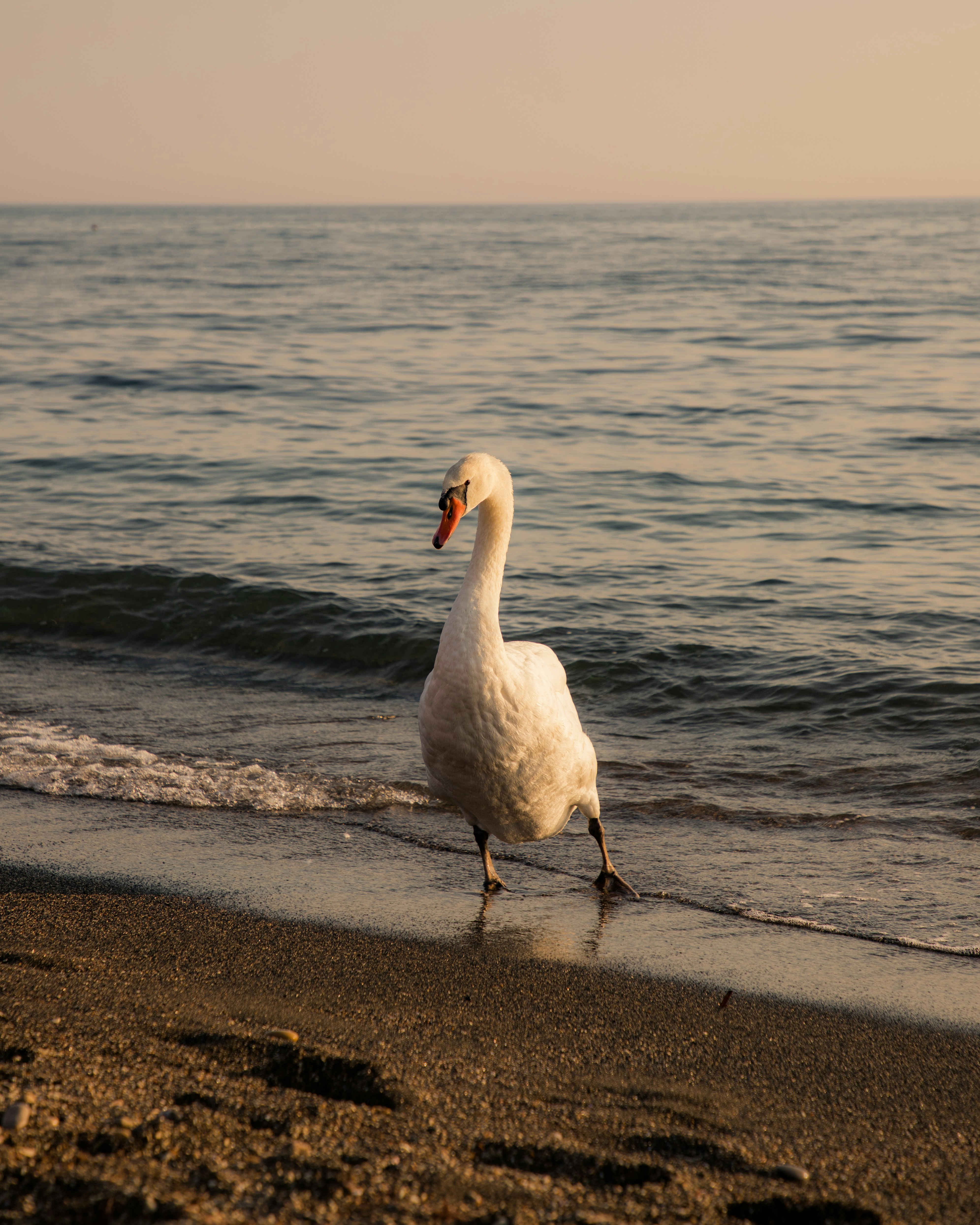 A white swan walking along a beach next to the ocean photo – Free Sea ...