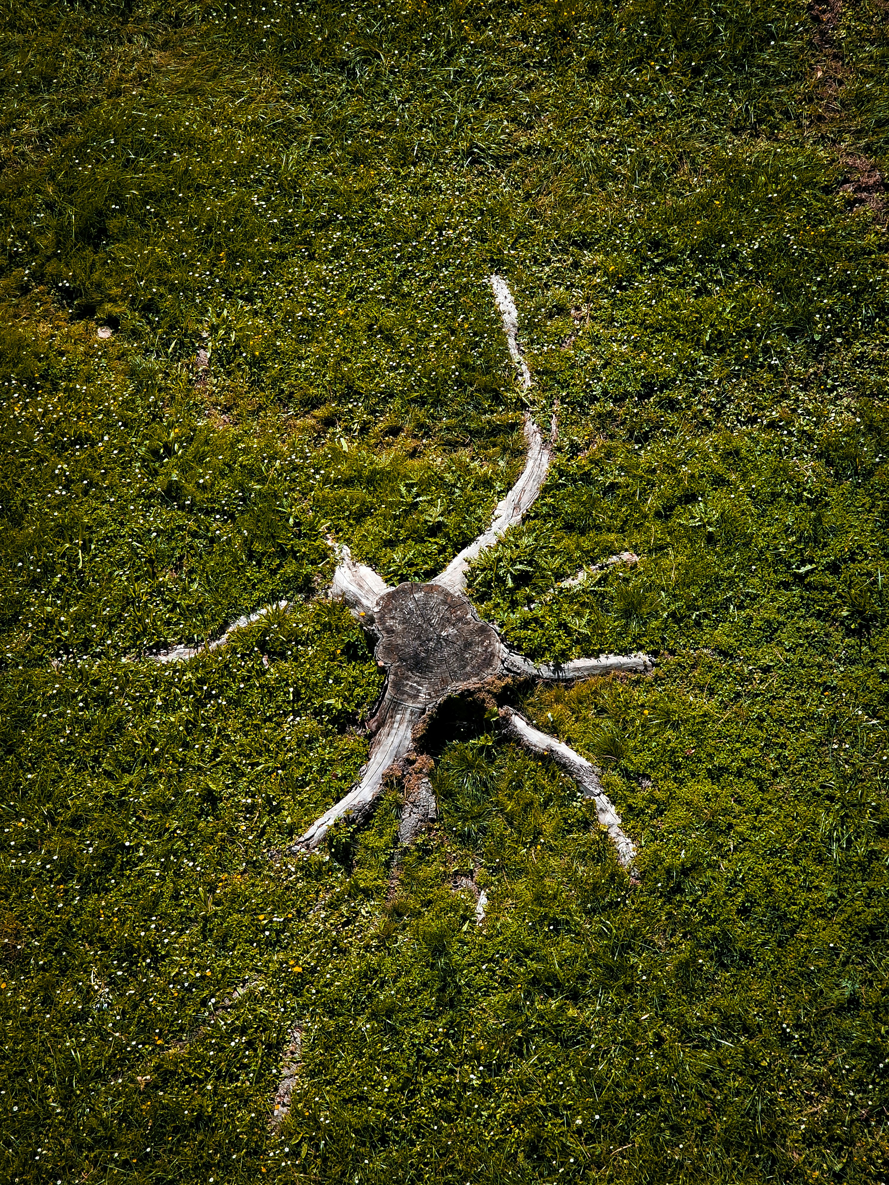 Foto Un animal muerto tendido en la cima de un exuberante campo verde ...