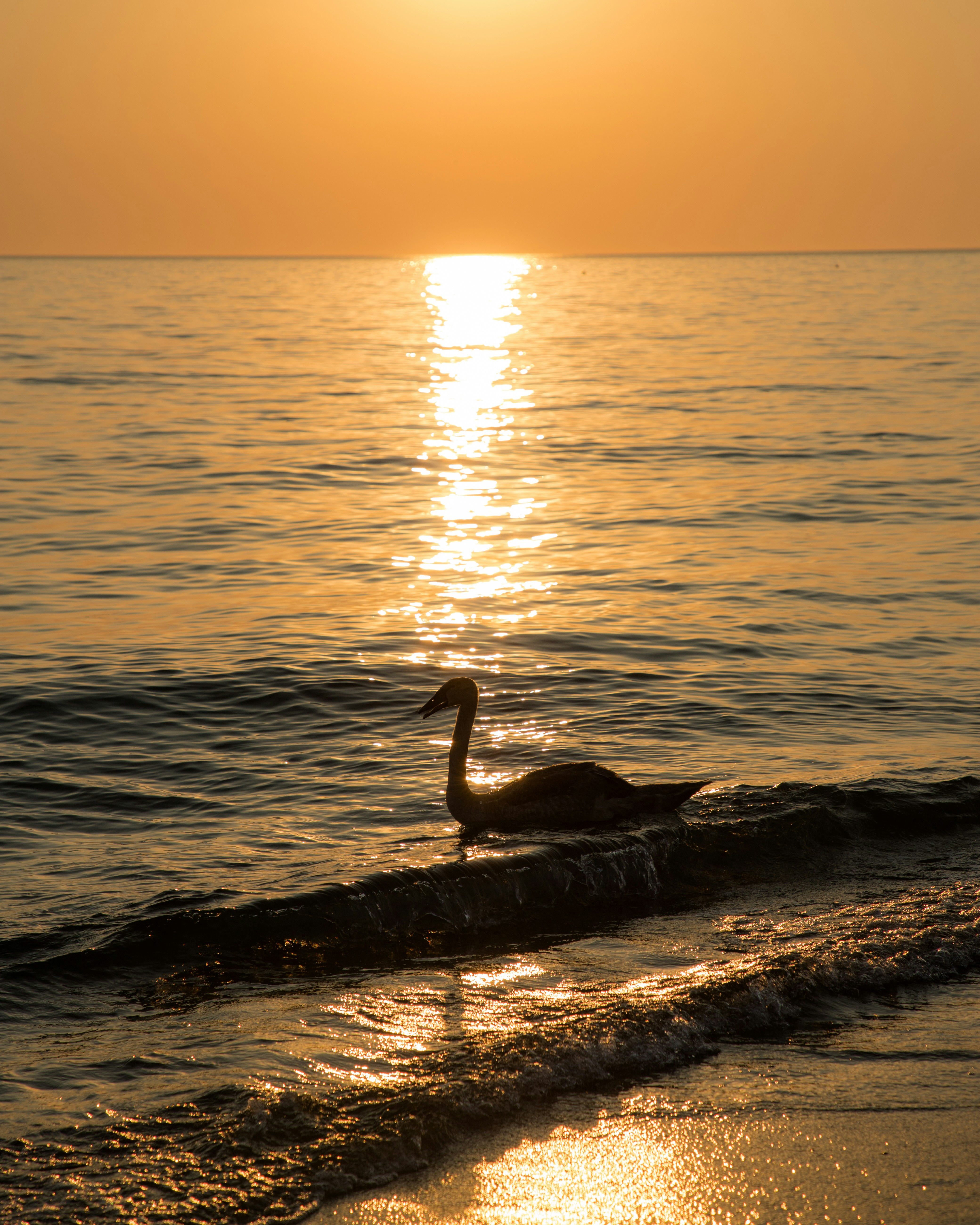 Silhouetted Swimmer of Light: A Golden Hour at Sea