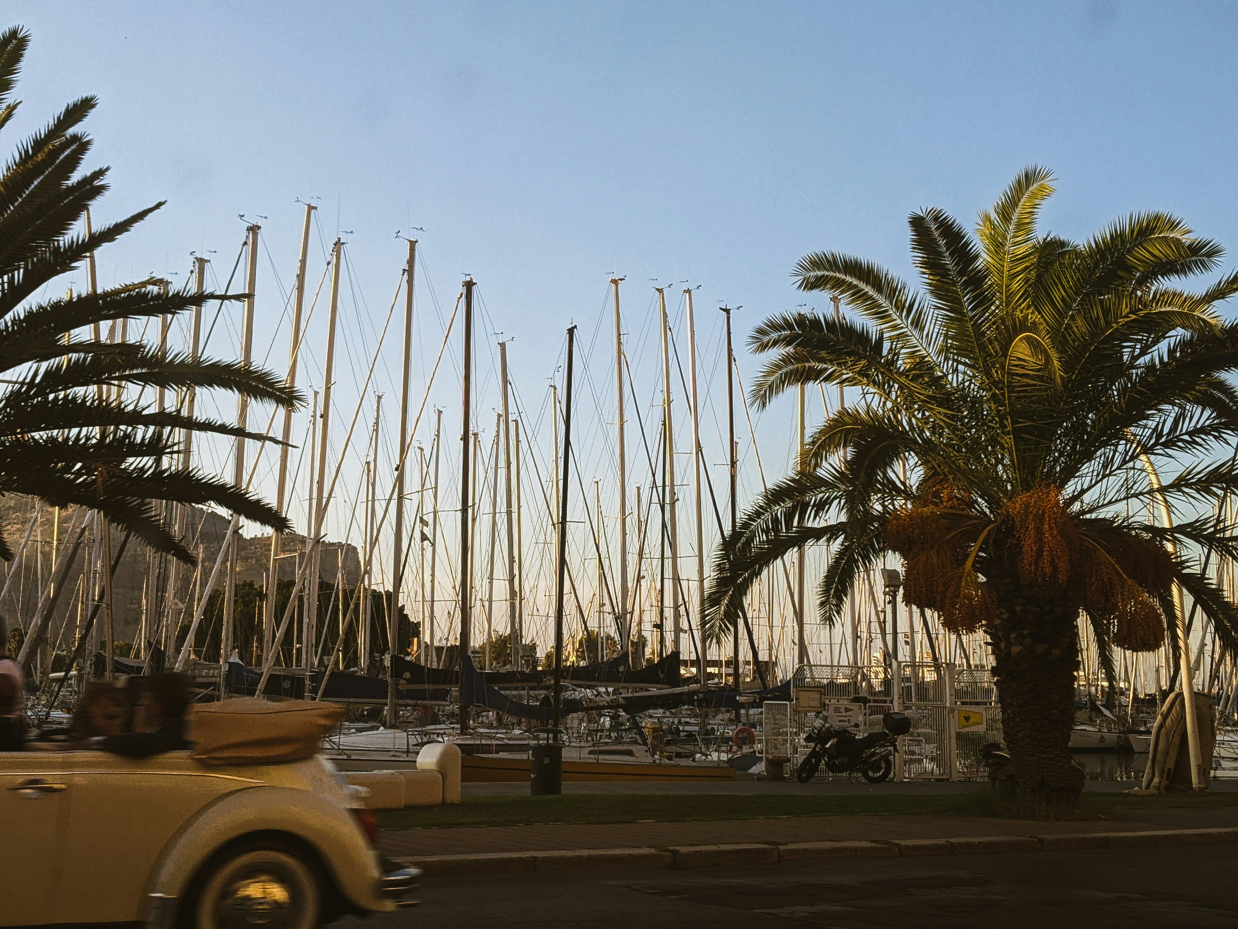 Mast Alley by a Palm-Fringed Marina on a Clear Day