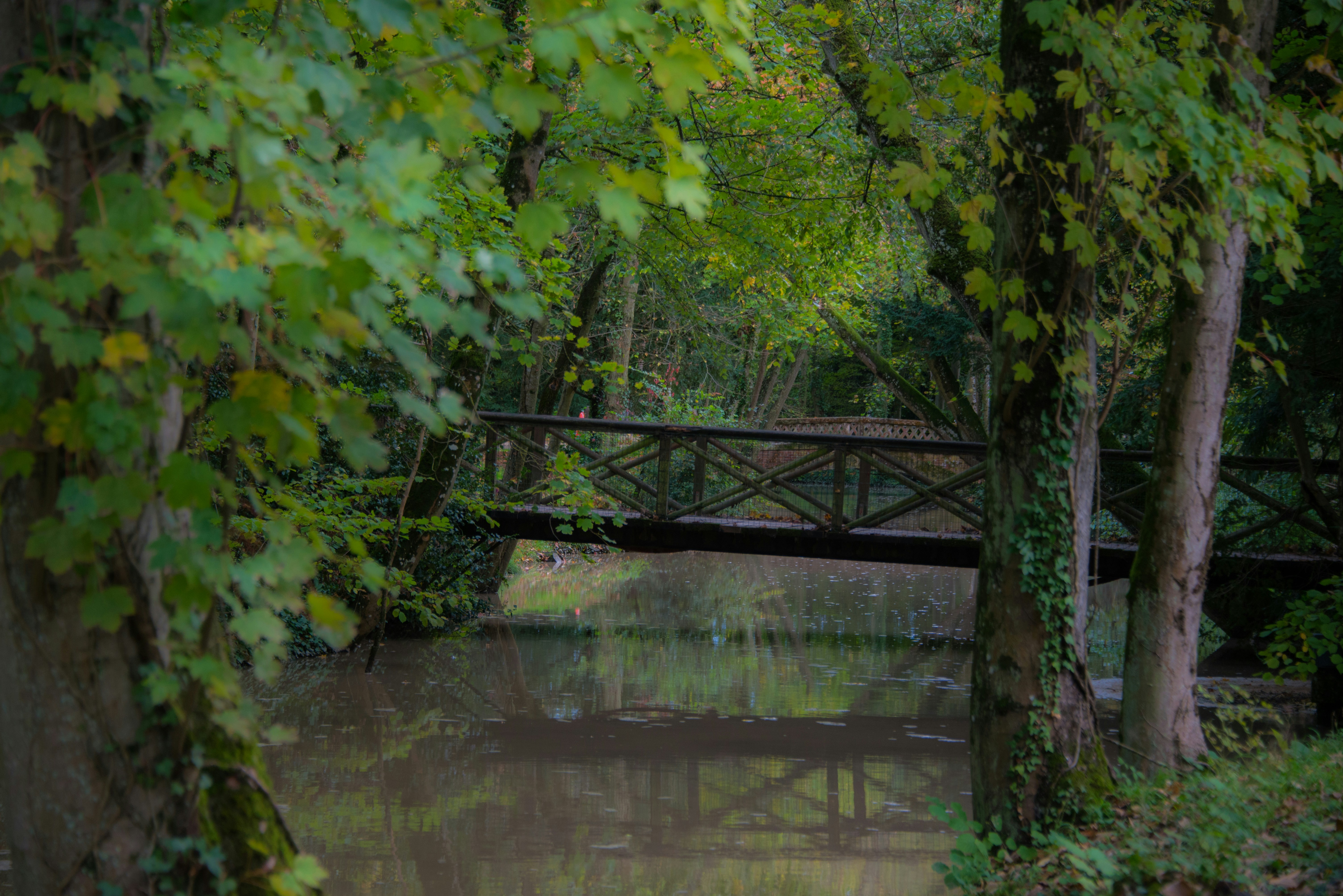 Wooden footbridge nestled among lush green trees over a calm pond.