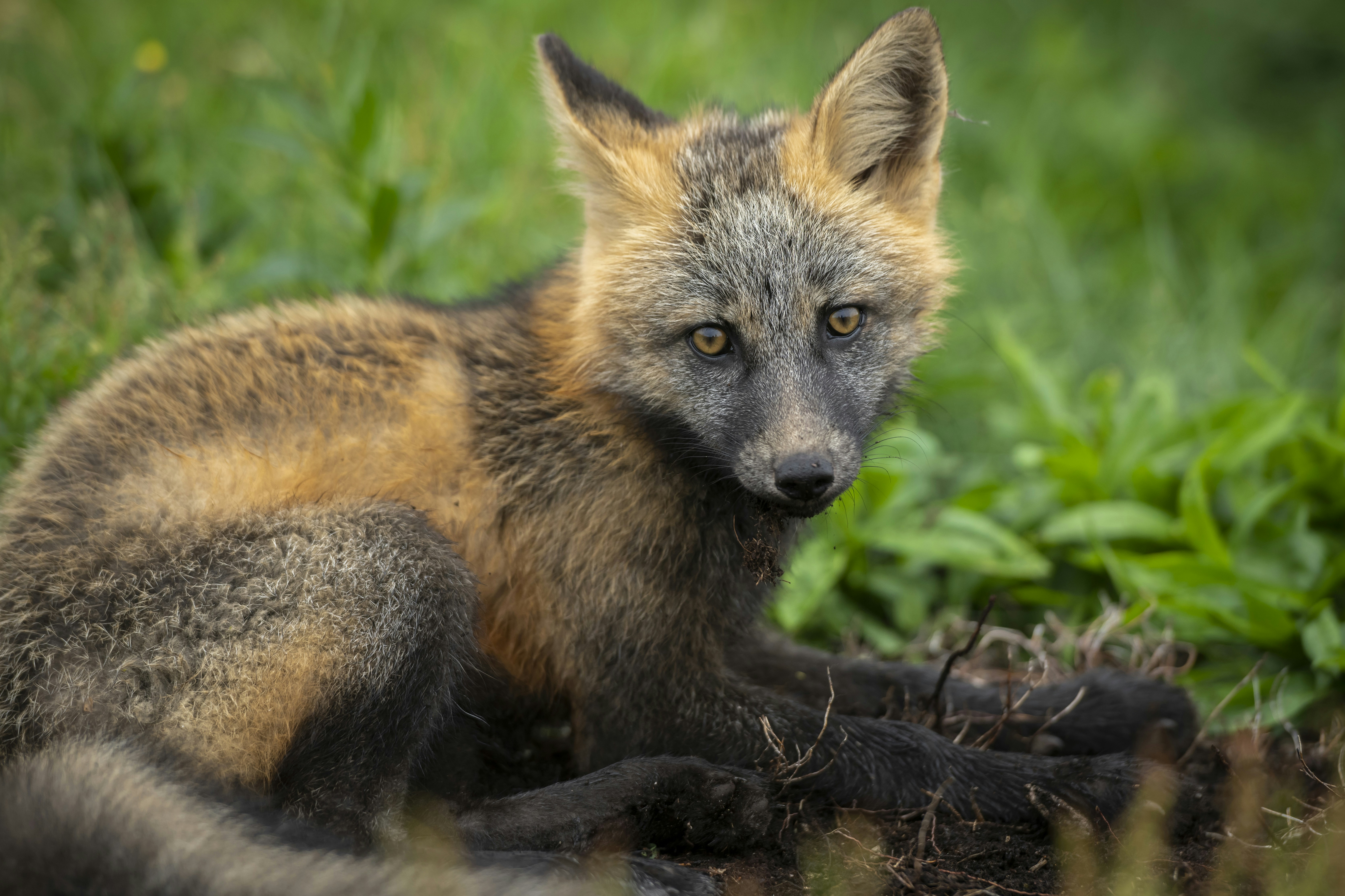 A close up of a fox laying in the grass photo – Free Animal Image on ...