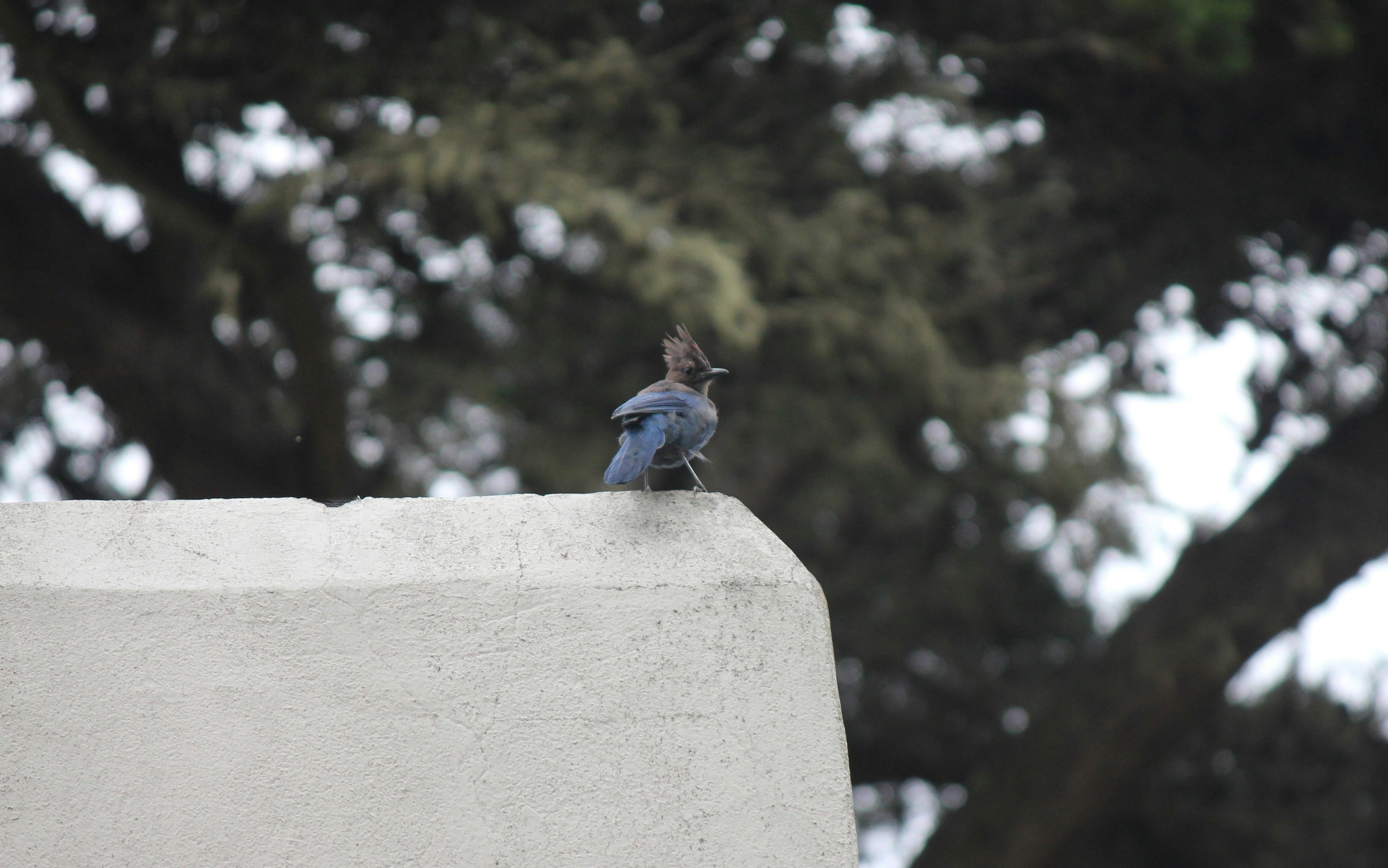 A Steller's Jay on top of a house/chimney looks to its right.