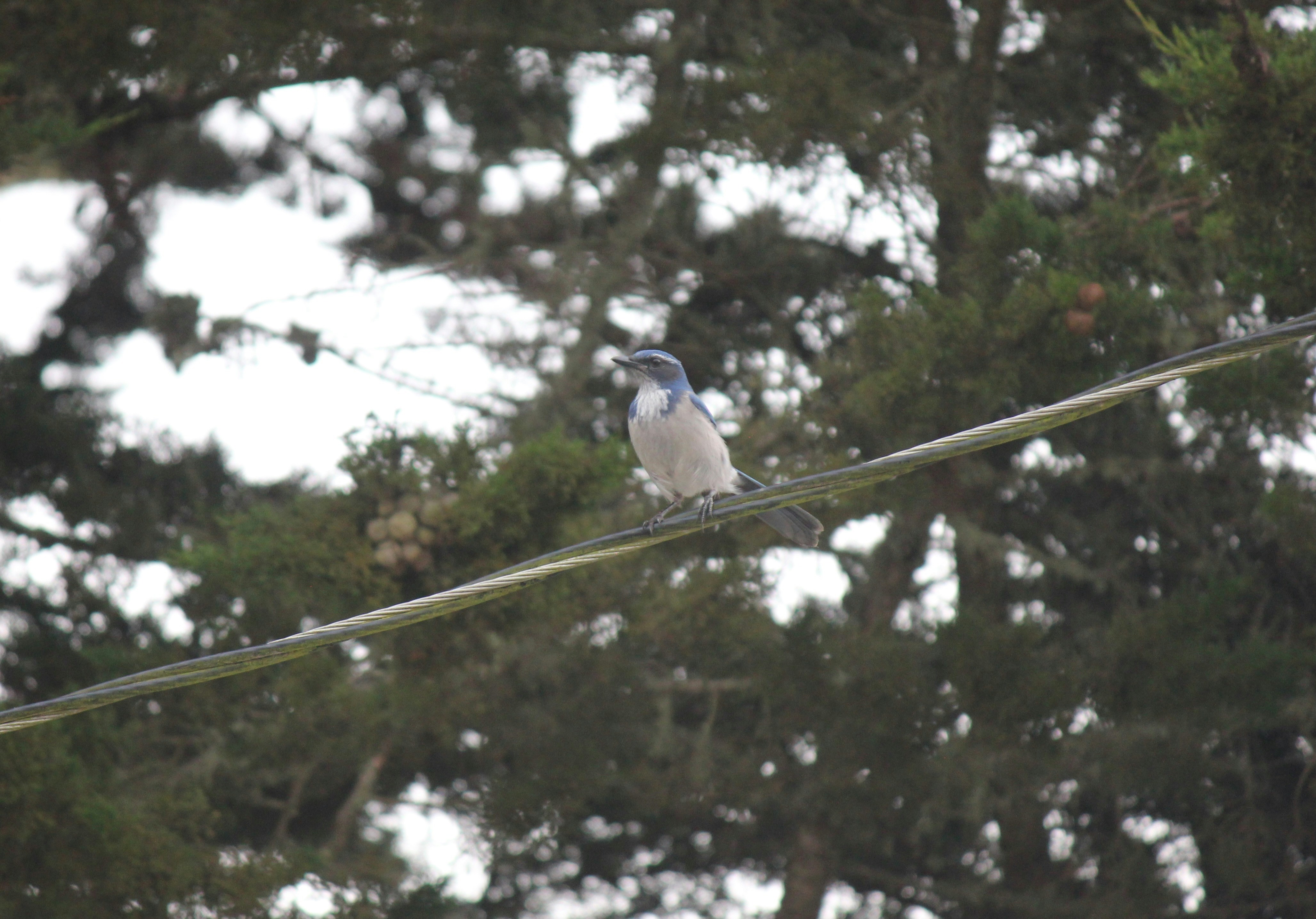 Blue-gray Songbird on a Wire Under Quiet Pines