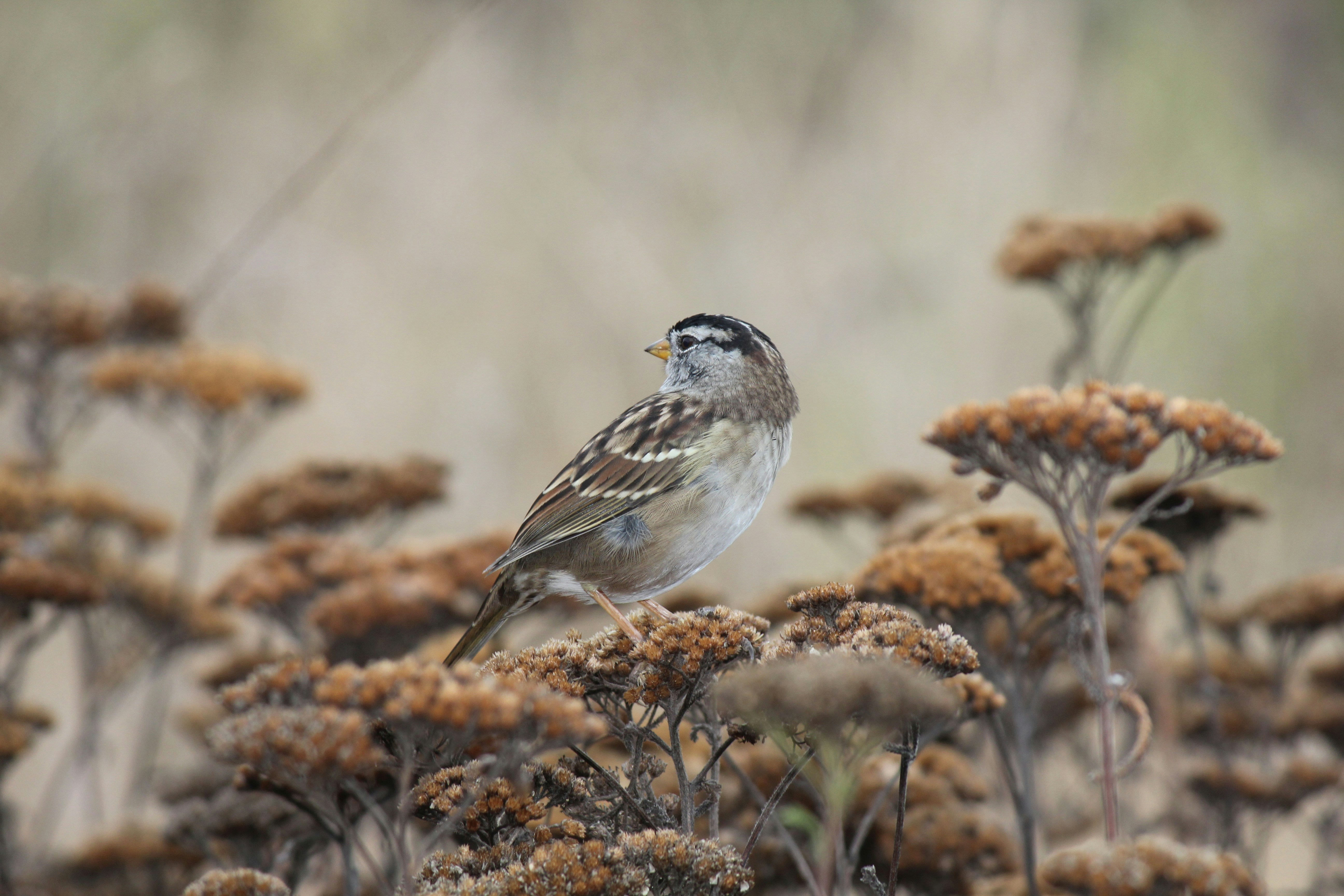 Sparrow Perched Among Bronze Seedheads in a Quiet Field