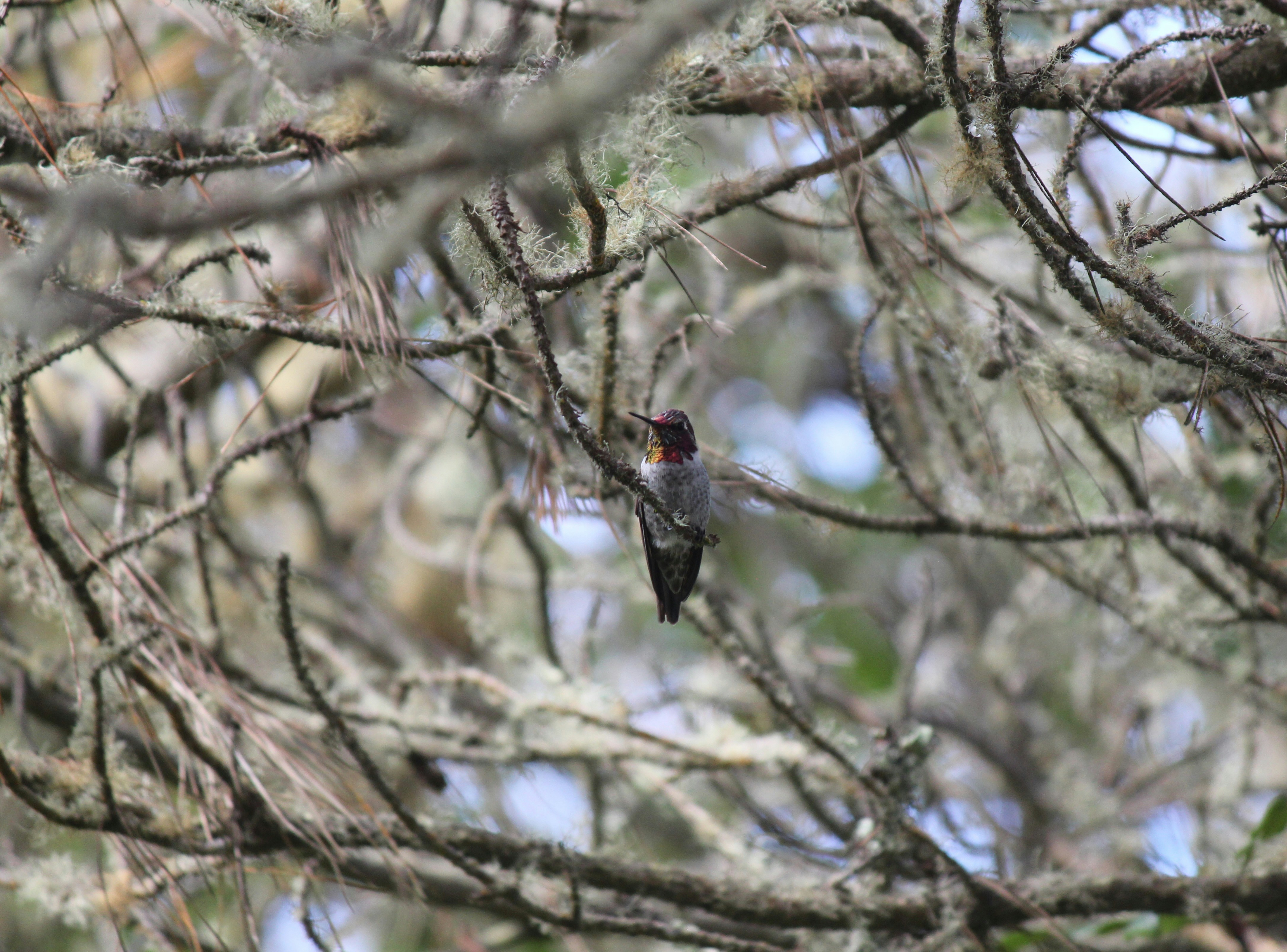 A small bird sitting on a branch of a tree photo – Free Battery chester ...