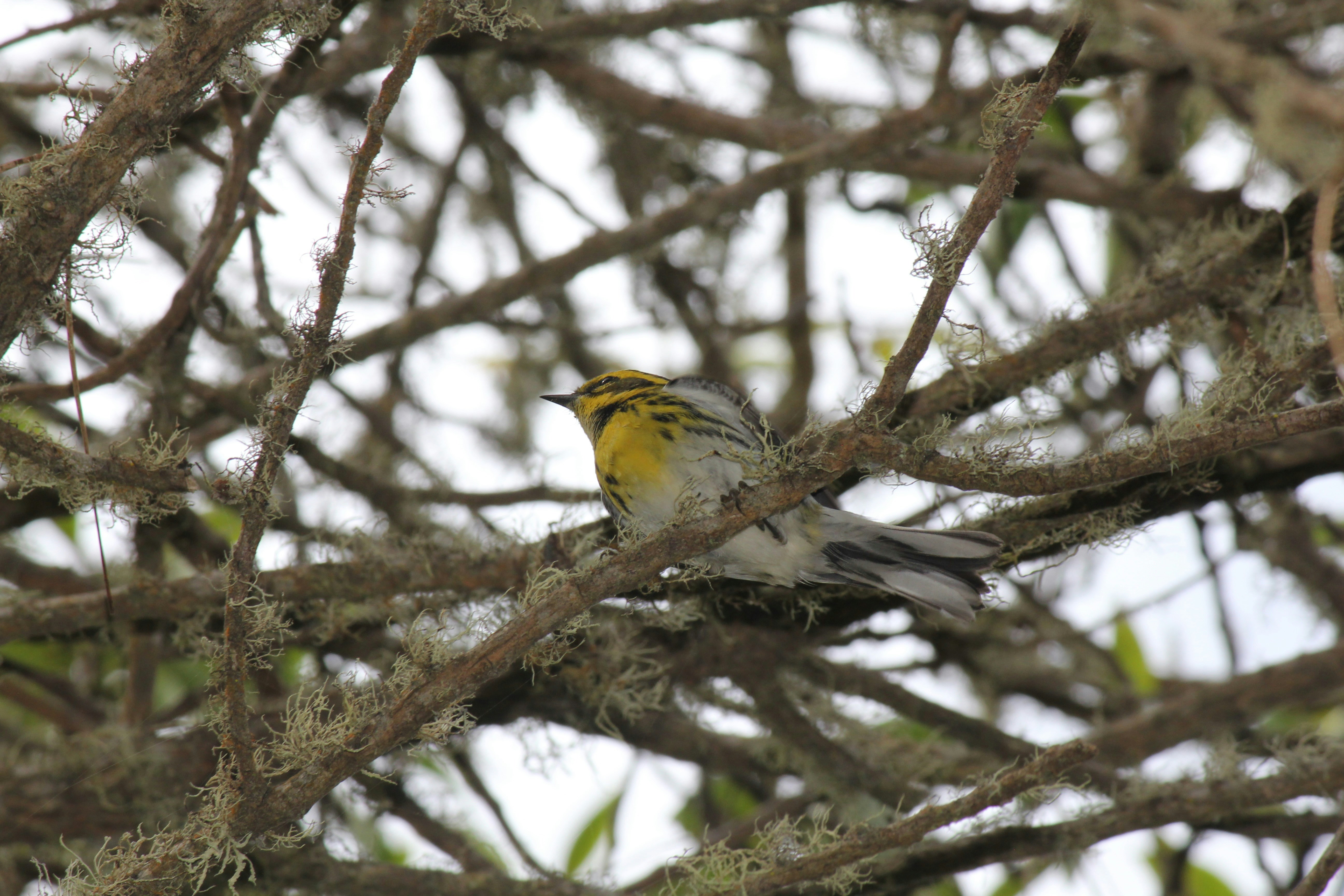 Yellow-Fronted Warbler Perched in a Mossy Canopy