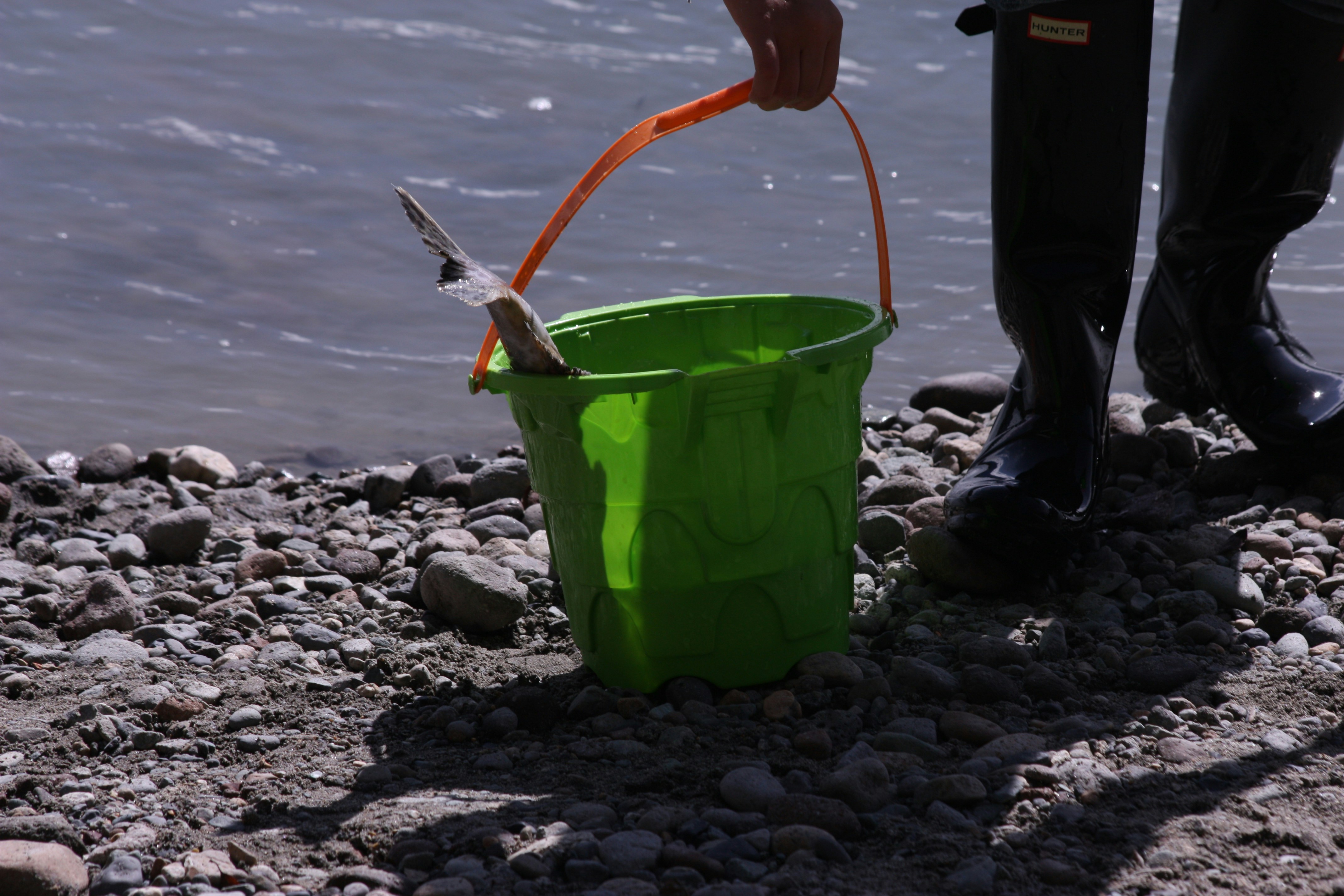 Emerald Bucket by the Shore: A Pebble Beach Moment with a Curious Bird