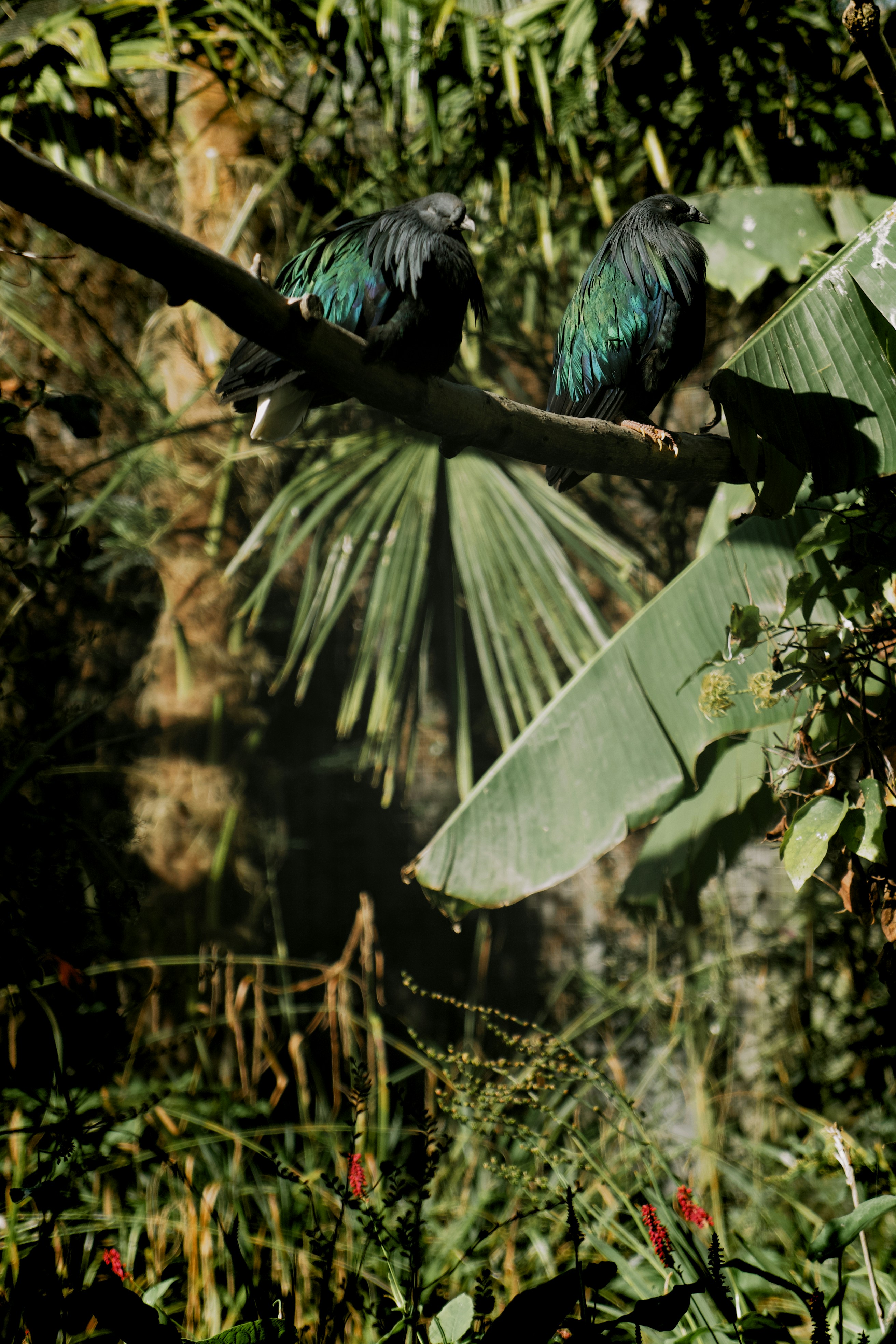 Twin Iridescent Parrots Rest on a Jungle Branch