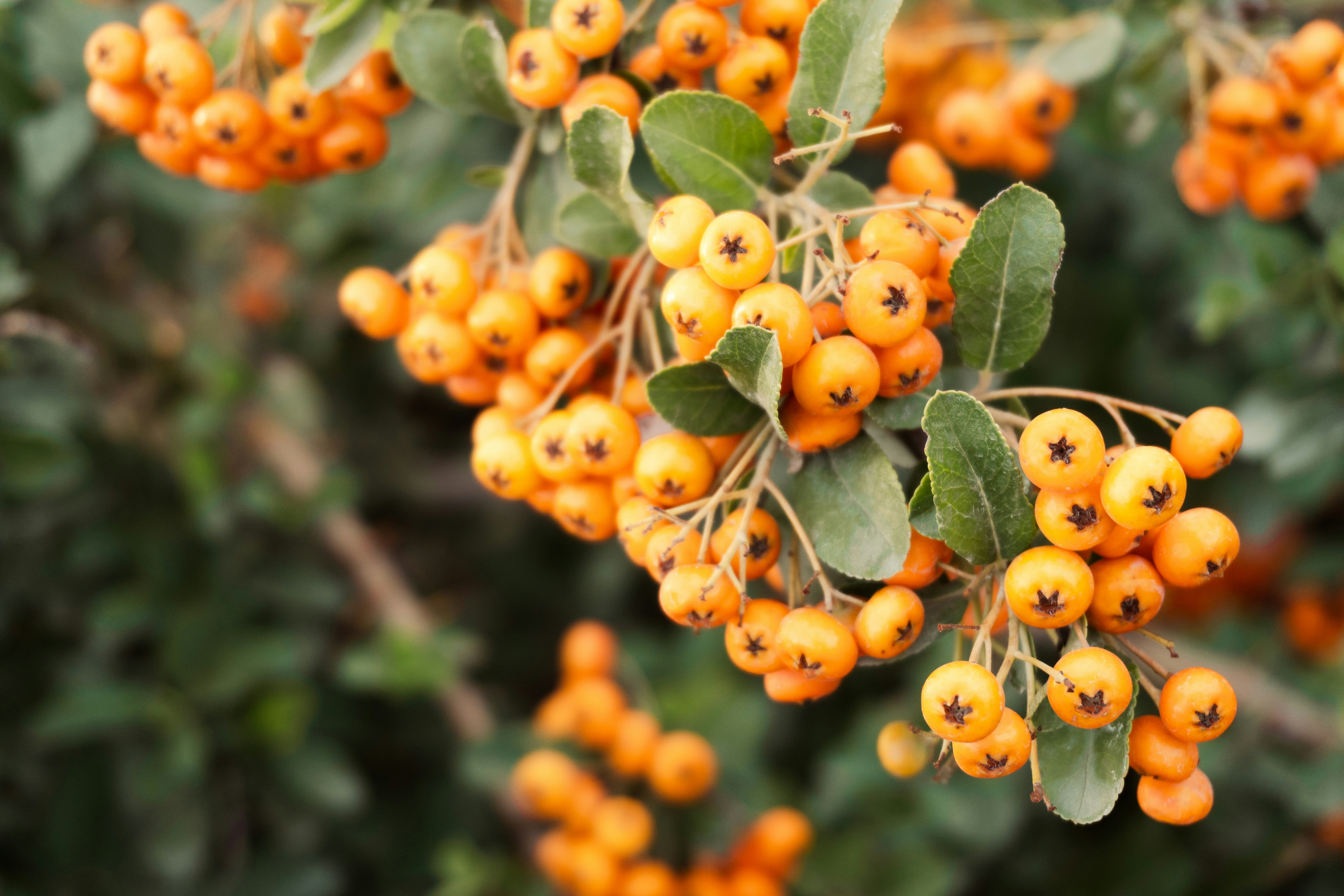 A bunch of orange berries hanging from a tree photo – Free Orange plant ...