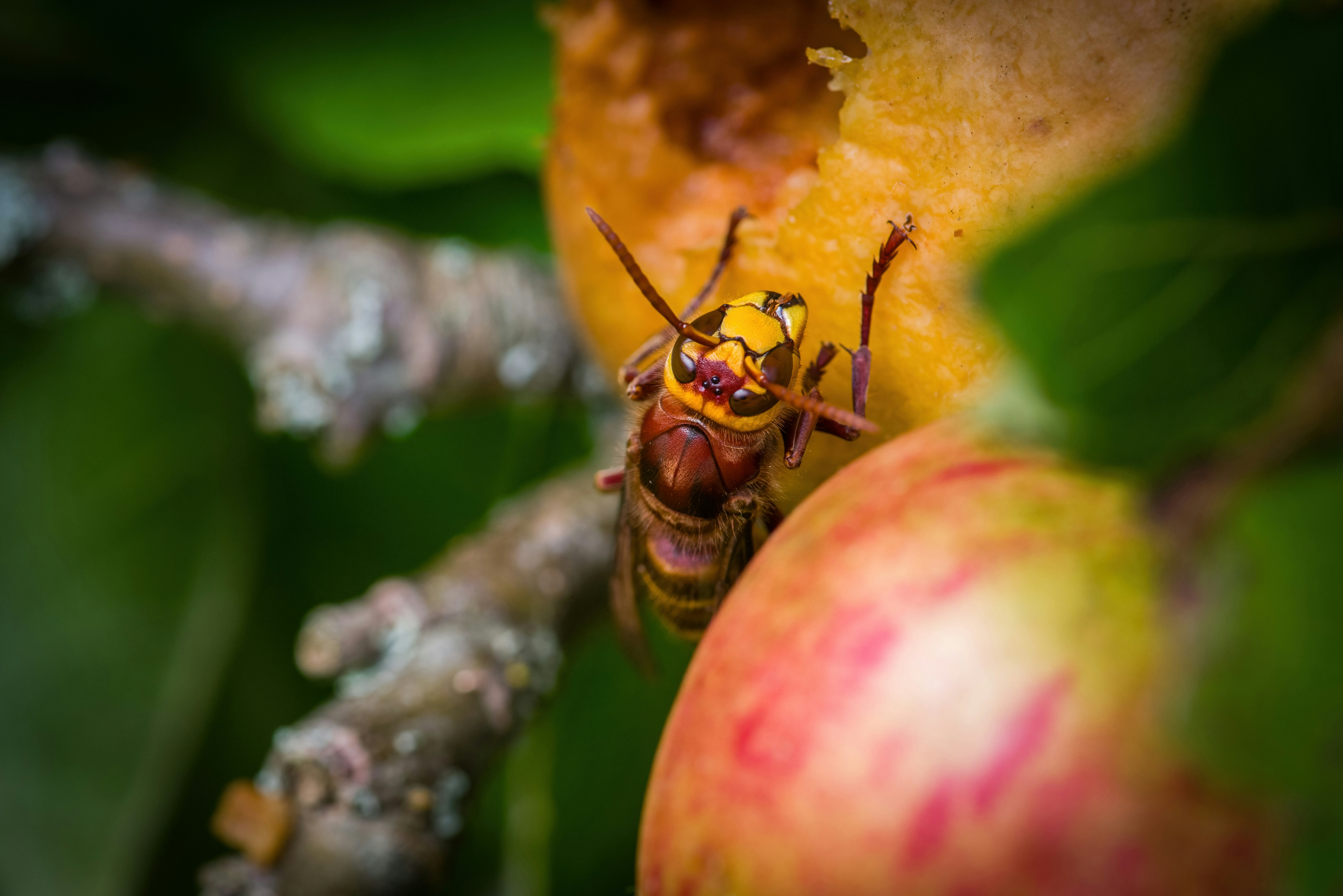 Amber-headed bee on a blush apple: a sunlit macro portrait