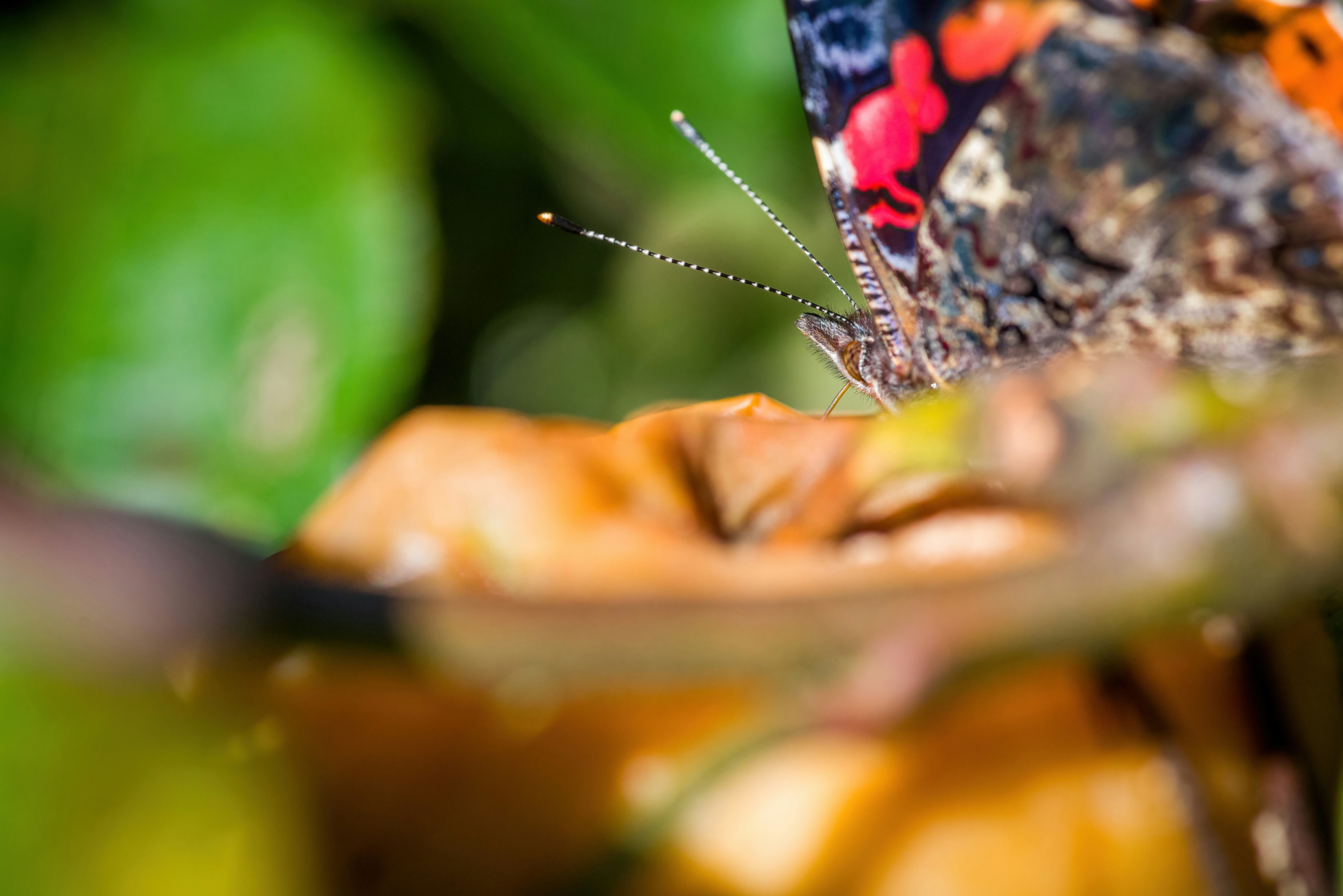 Whispers of Nature: A Butterfly's Perspective