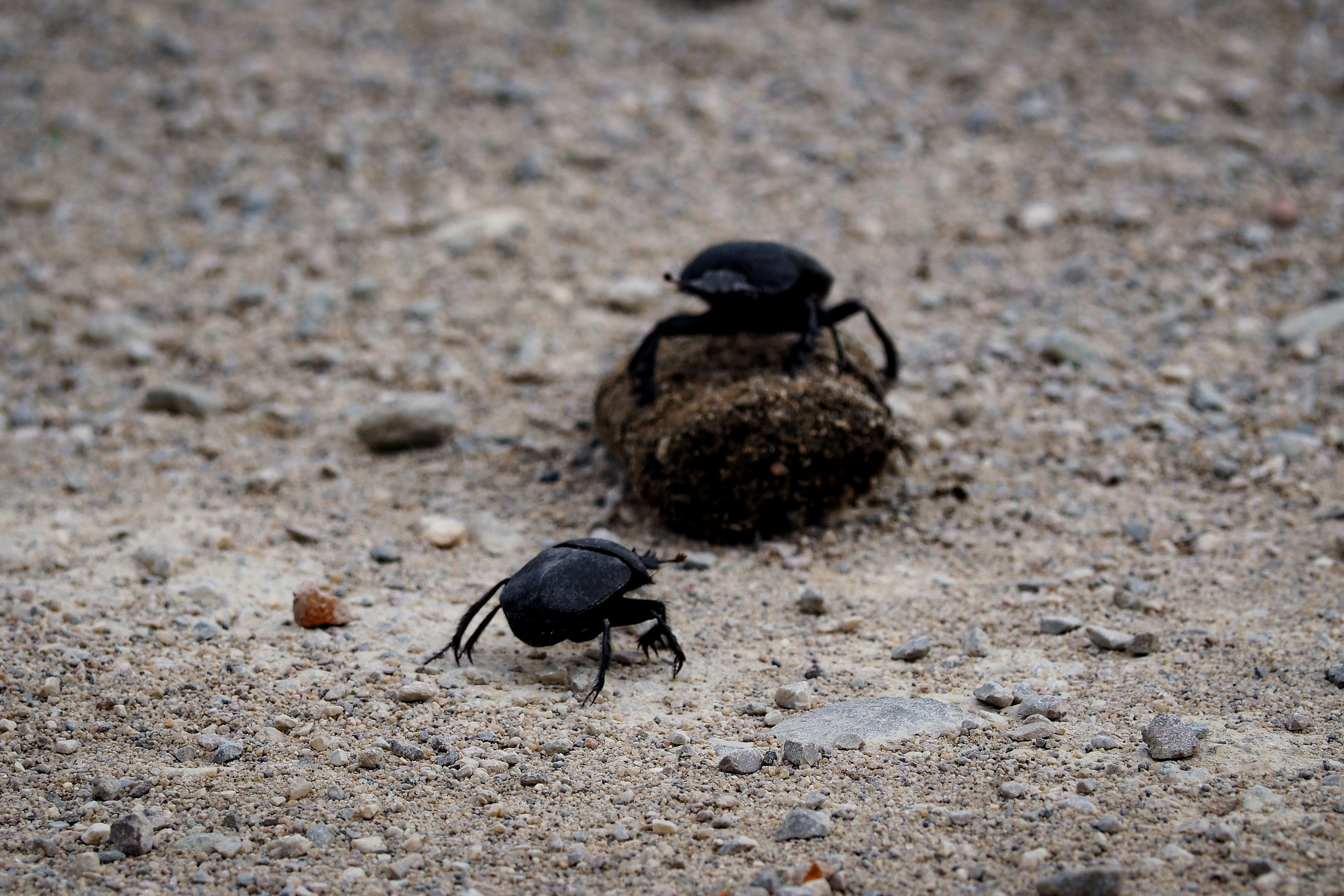 A couple of black bugs standing on top of a rock photo – Free Karacabey ...