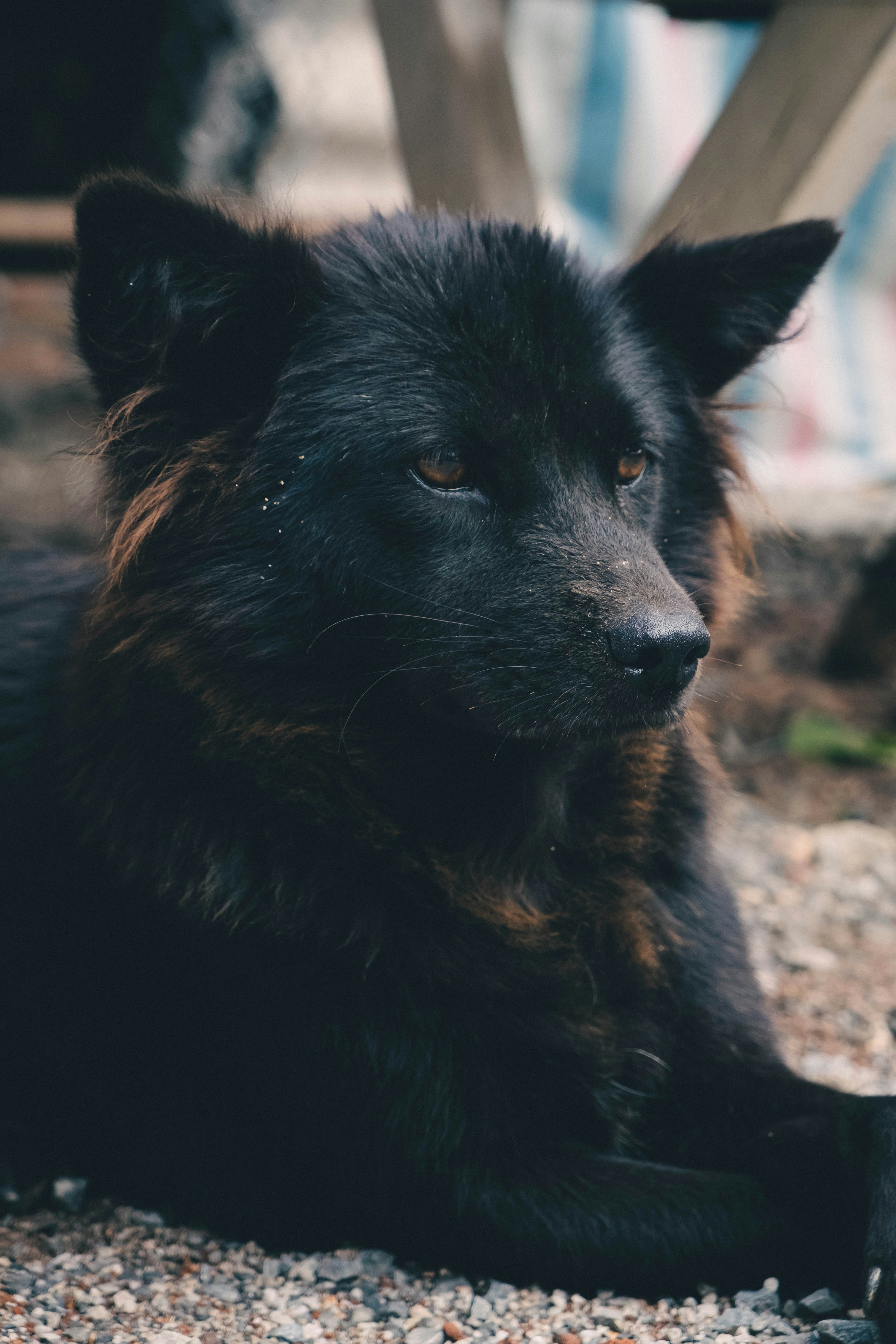 Whispers of Watchfulness: A Black-Coated Dog Resting on Gravel