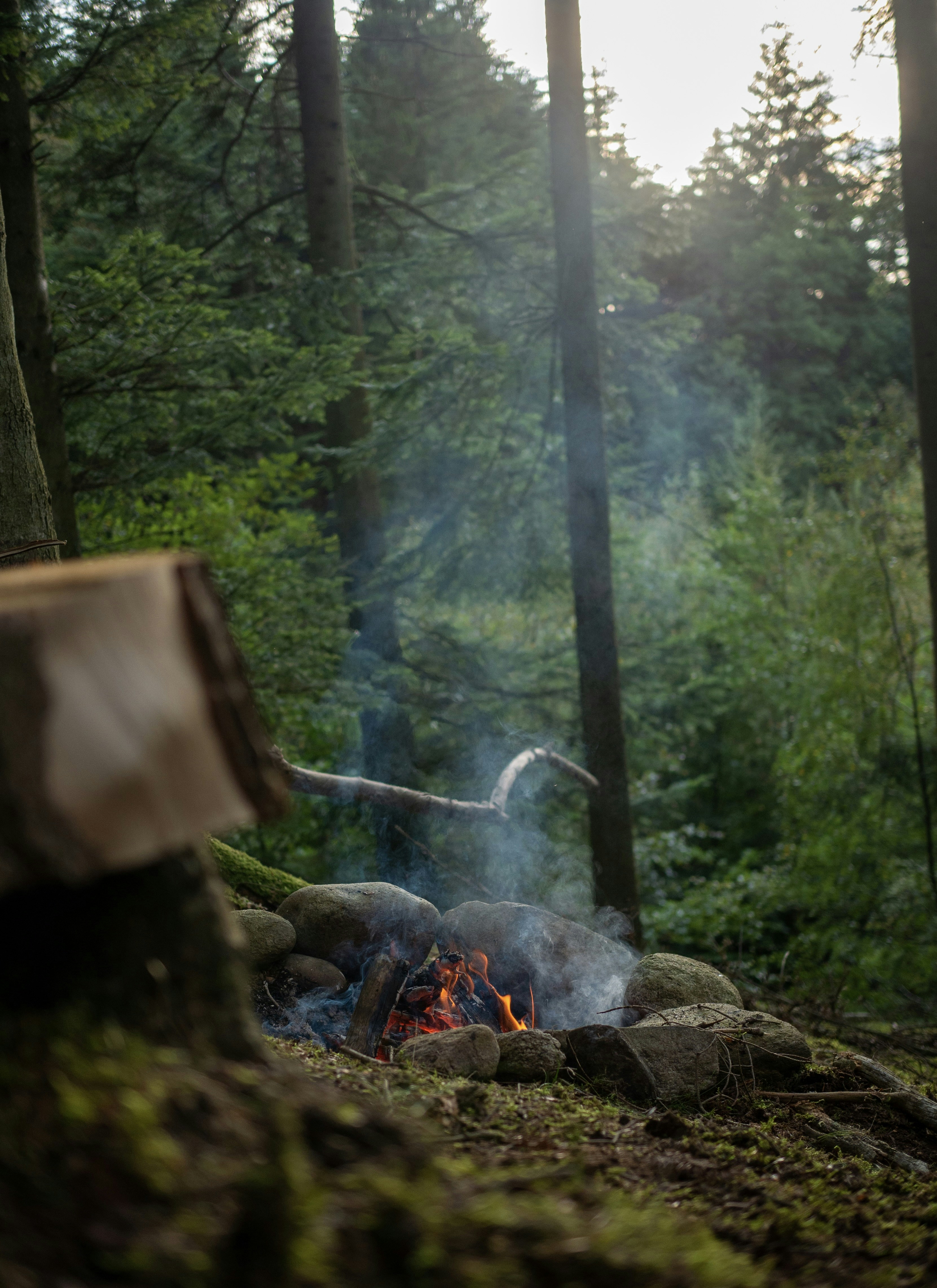 A campfire in the middle of a forest photo – Free Rebild bakker Image ...