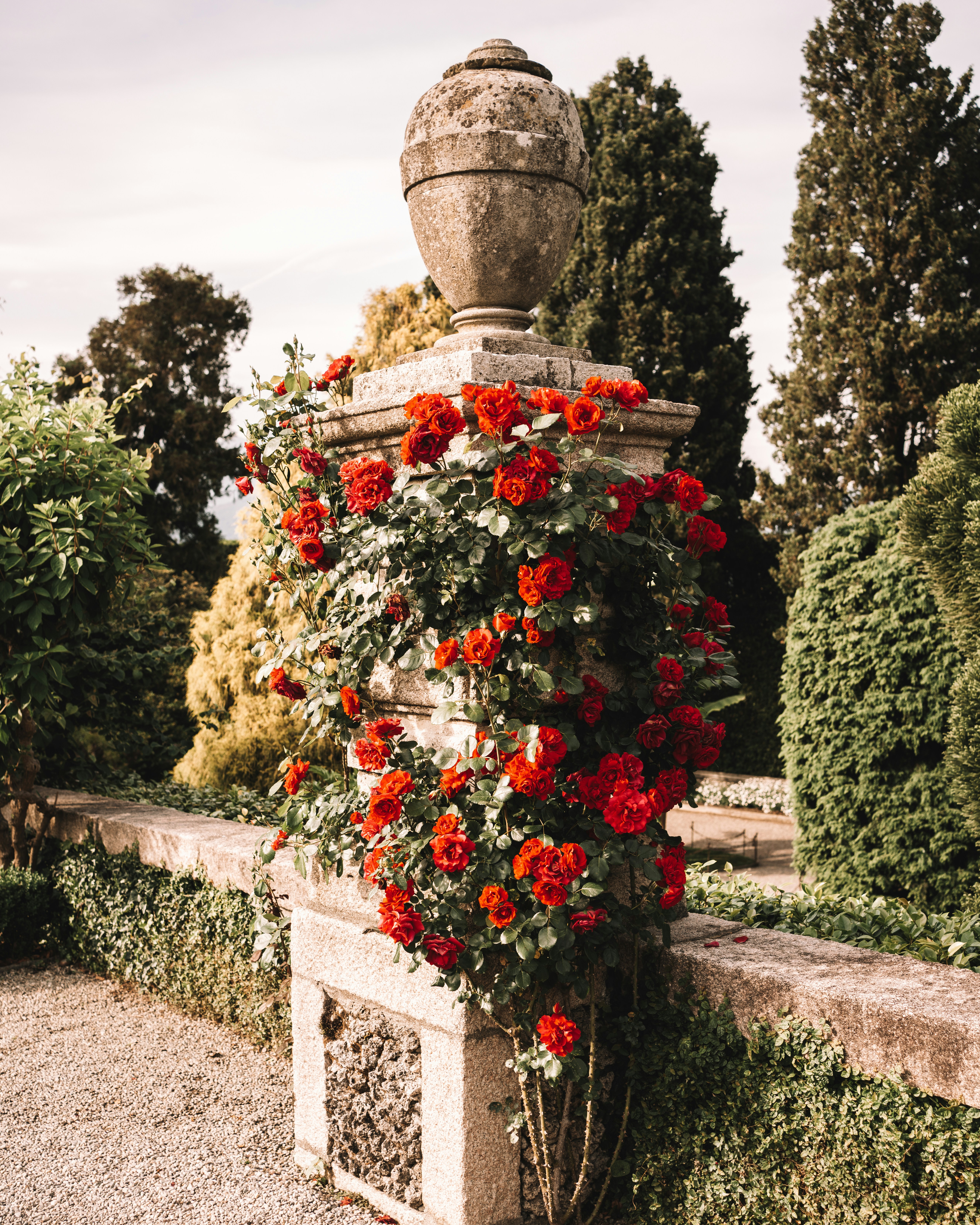 Flores rojas que crecen en el lado de un muro de piedra foto – Imagen ...