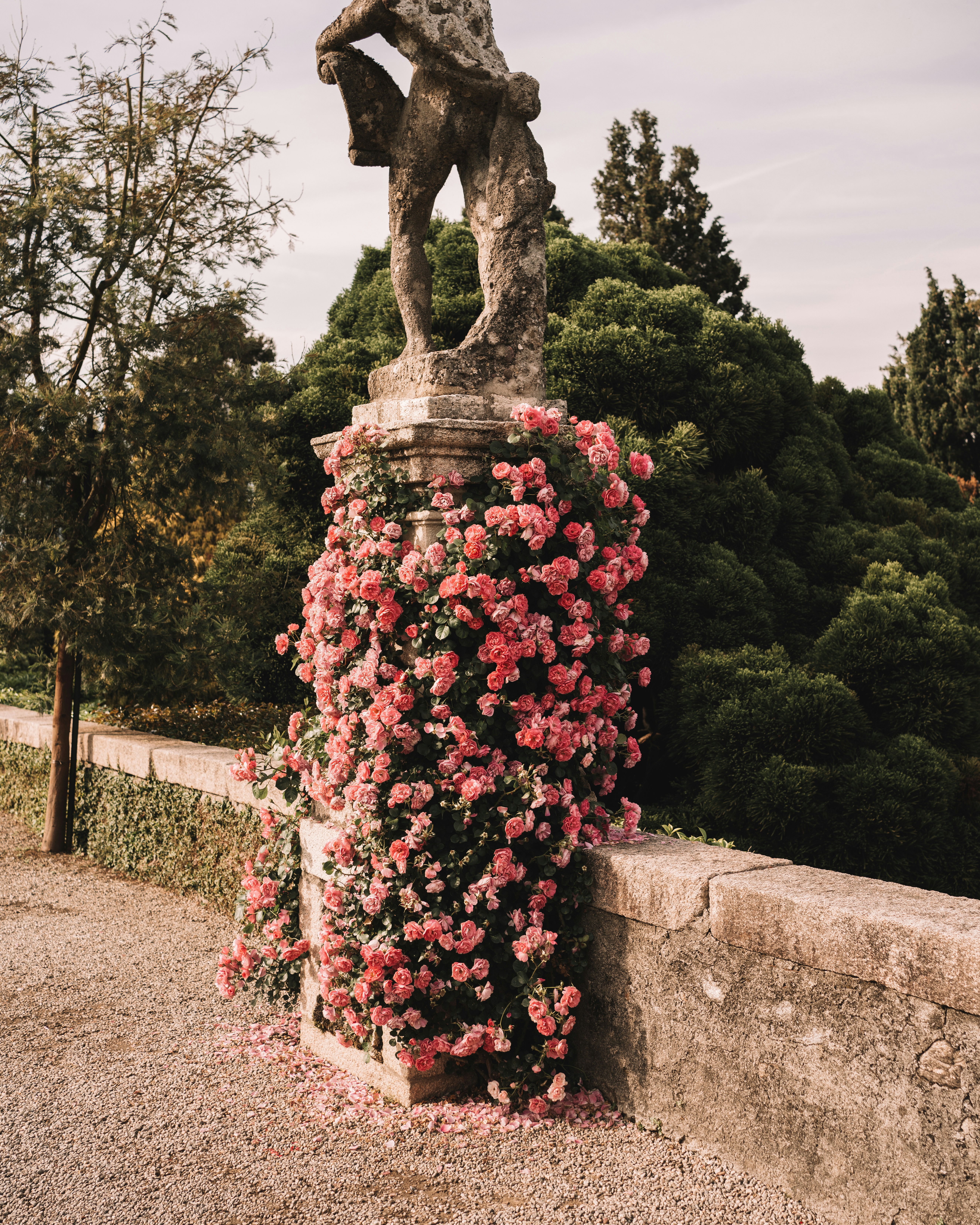 Rosebound Sentinel: A statue cloaked in pink blooms along a garden railing