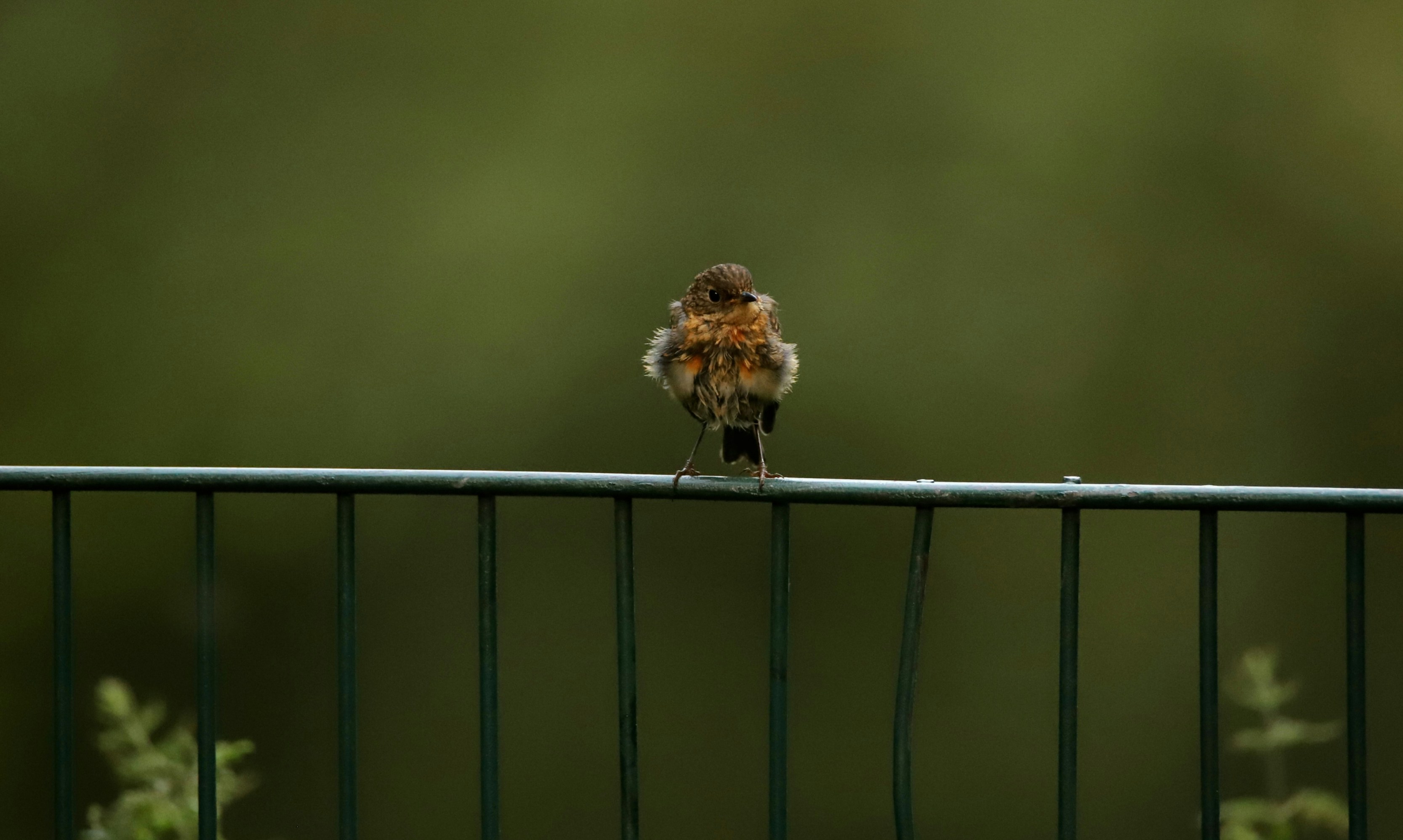Tiny Warbler on a Metal Ridge