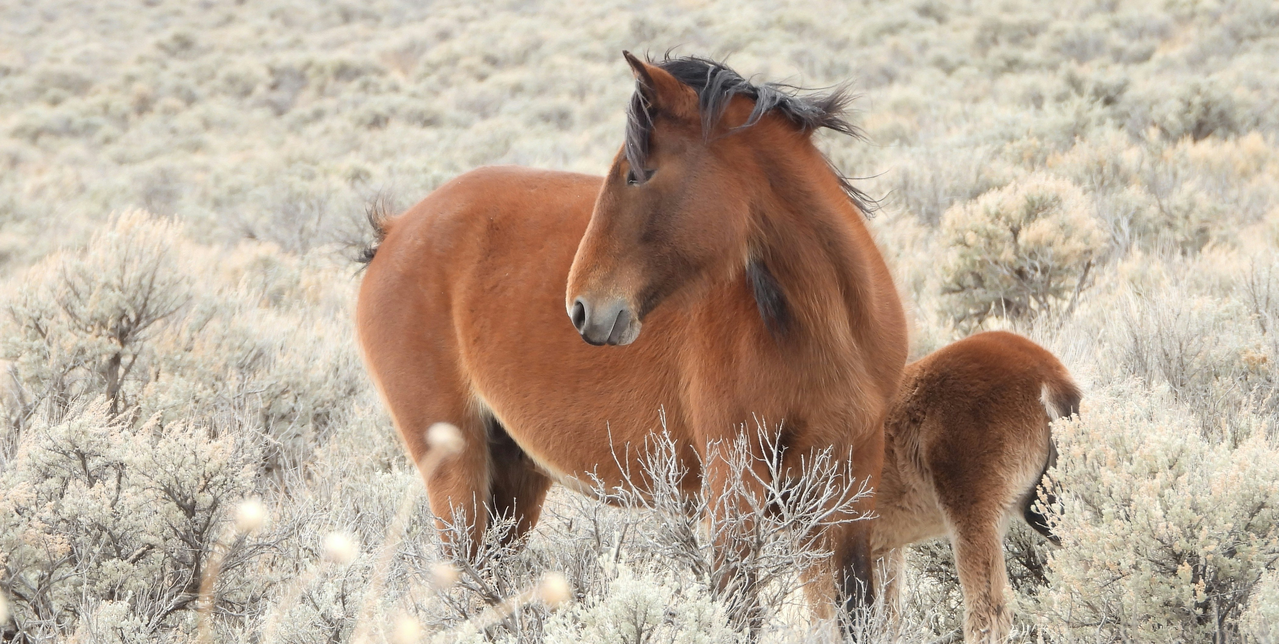 Un cheval brun debout à côté d’un bébé cheval dans un champ photo ...